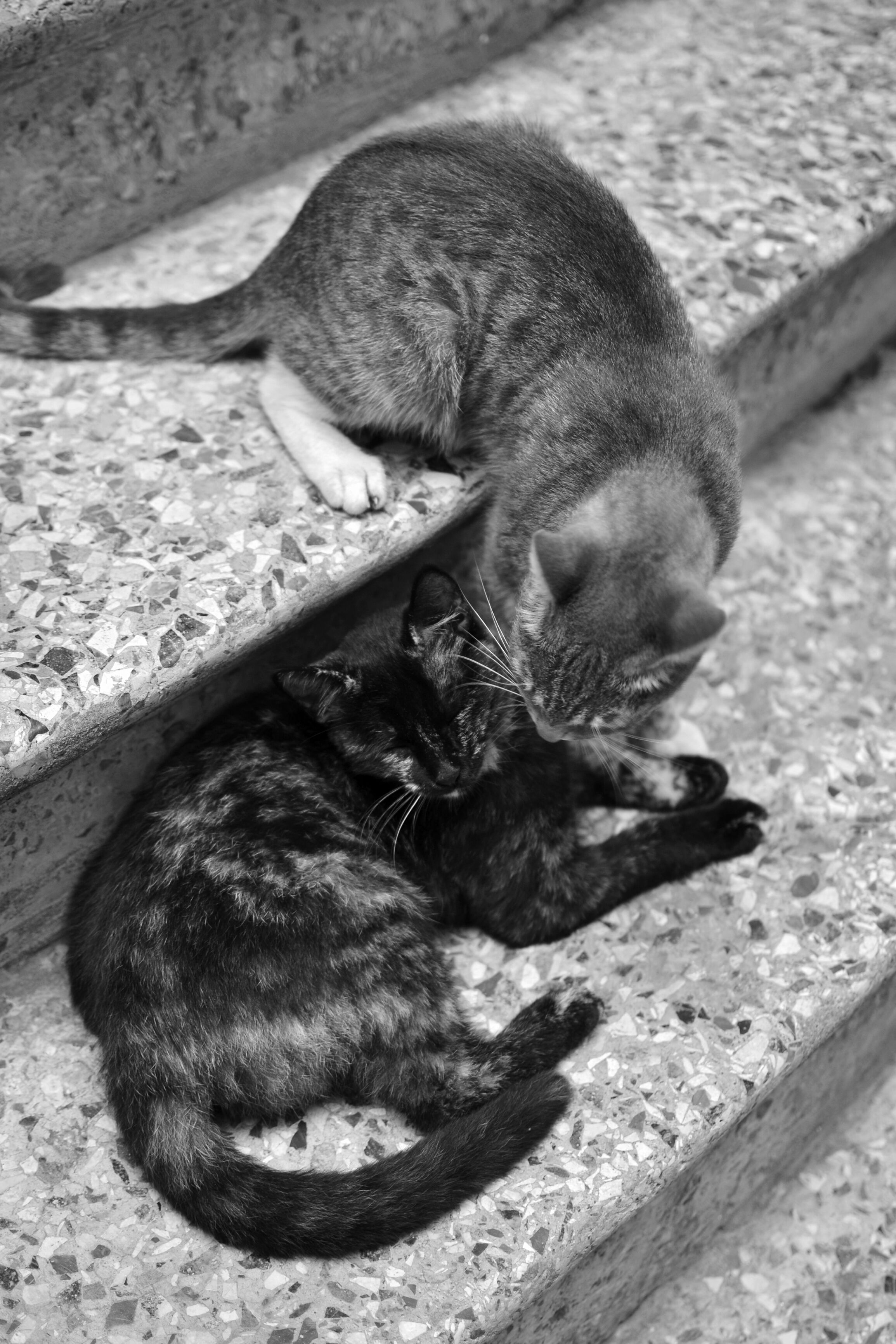 Cute Kittens Photos, Download The BEST Free Cute Kittens Stock Photos ...