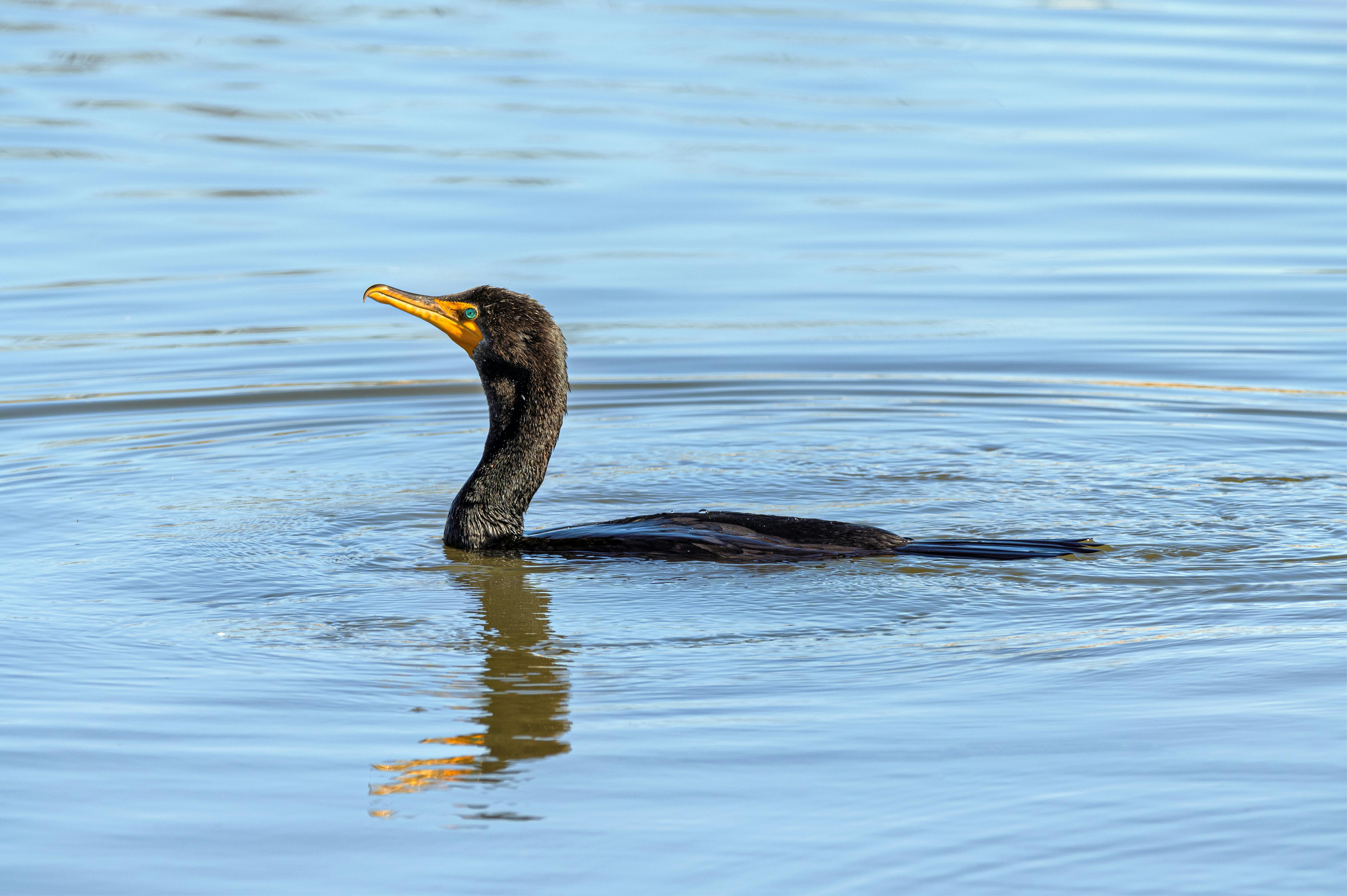 Cormorant Walking Up Tree Trunk by Lakeshore · Free Stock Photo