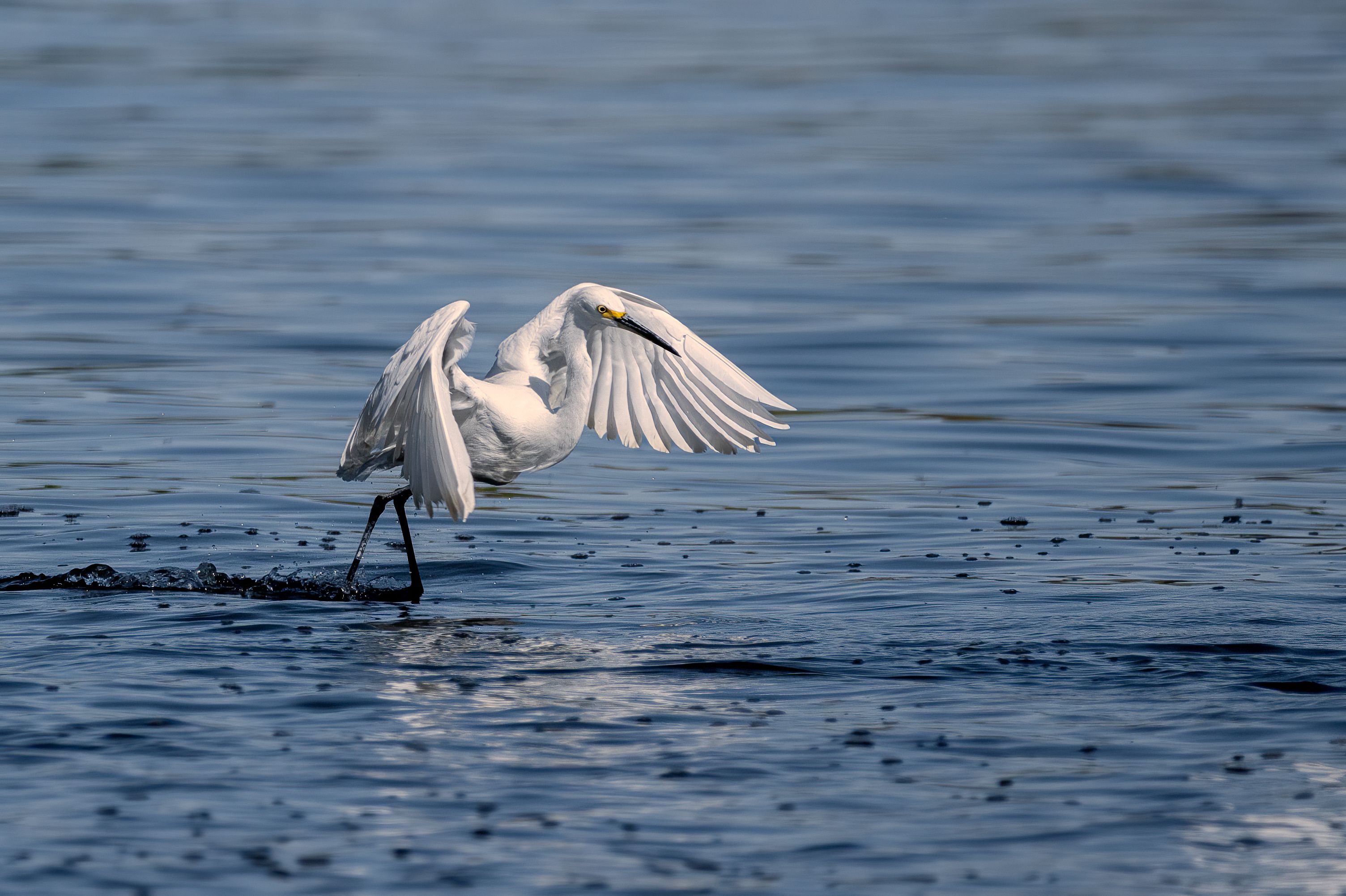 Wader Water Photos, Download The BEST Free Wader Water Stock Photos ...