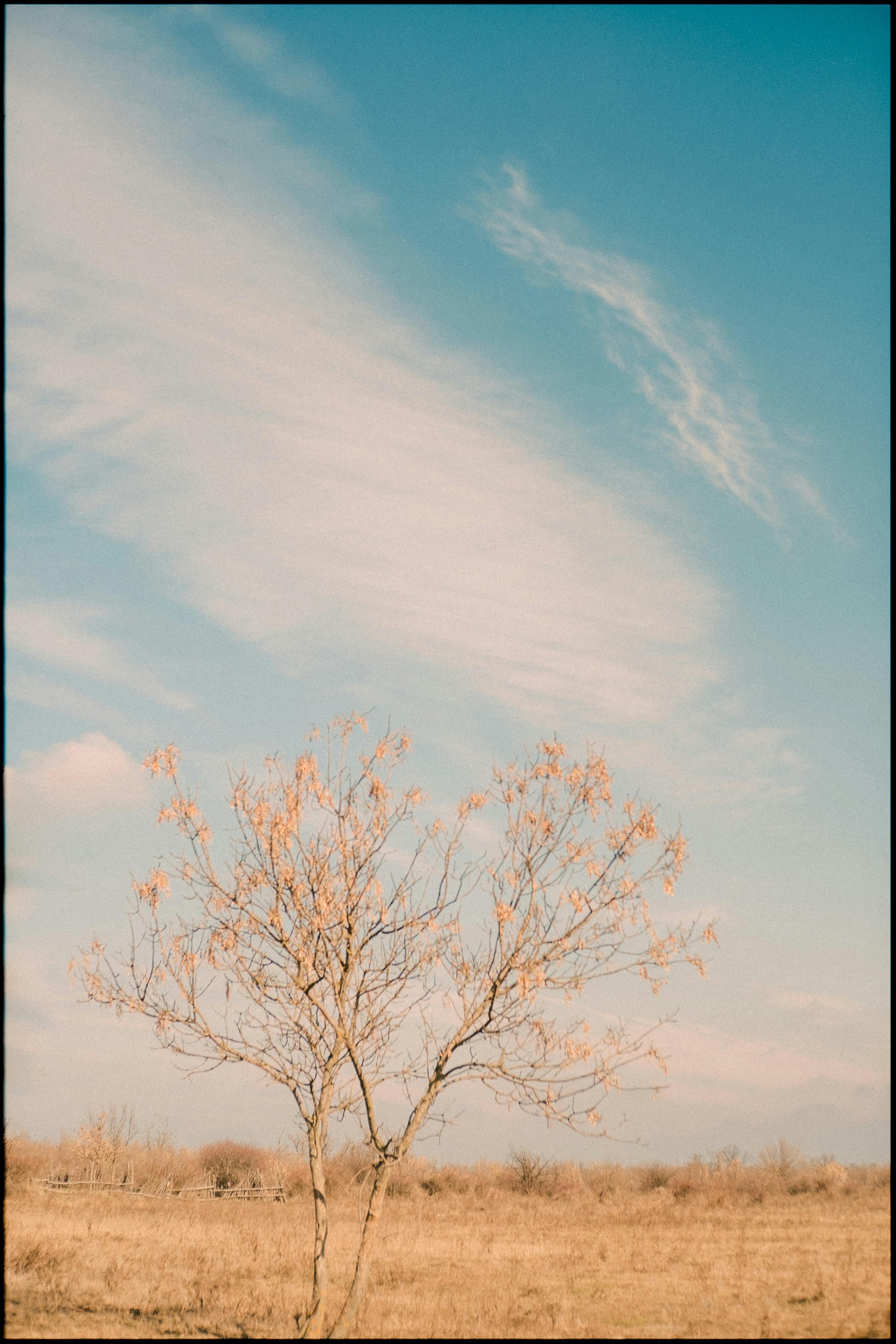 Grassland in Arid Climate · Free Stock Photo