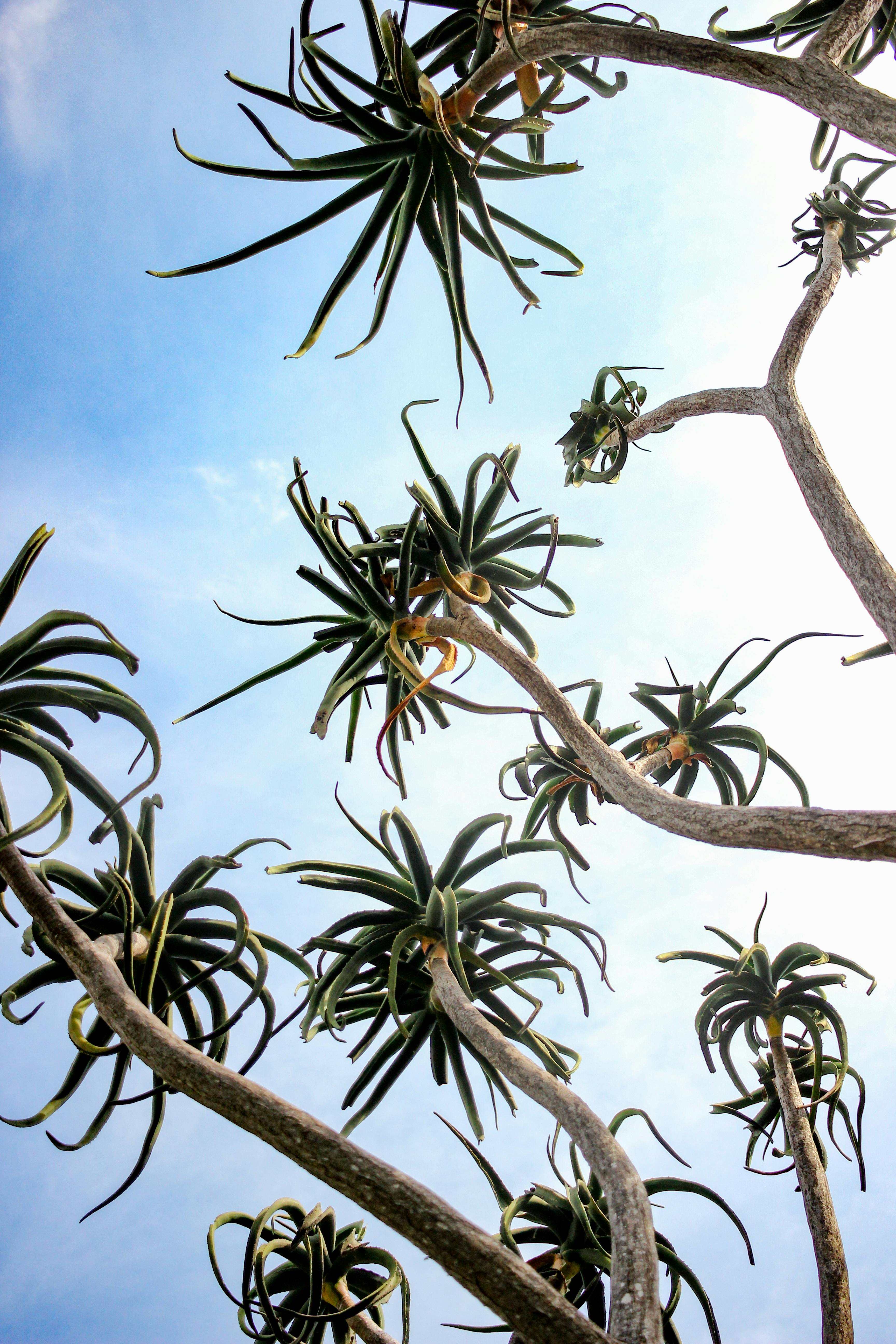 Aloe trees against blue sky · Free Stock Photo