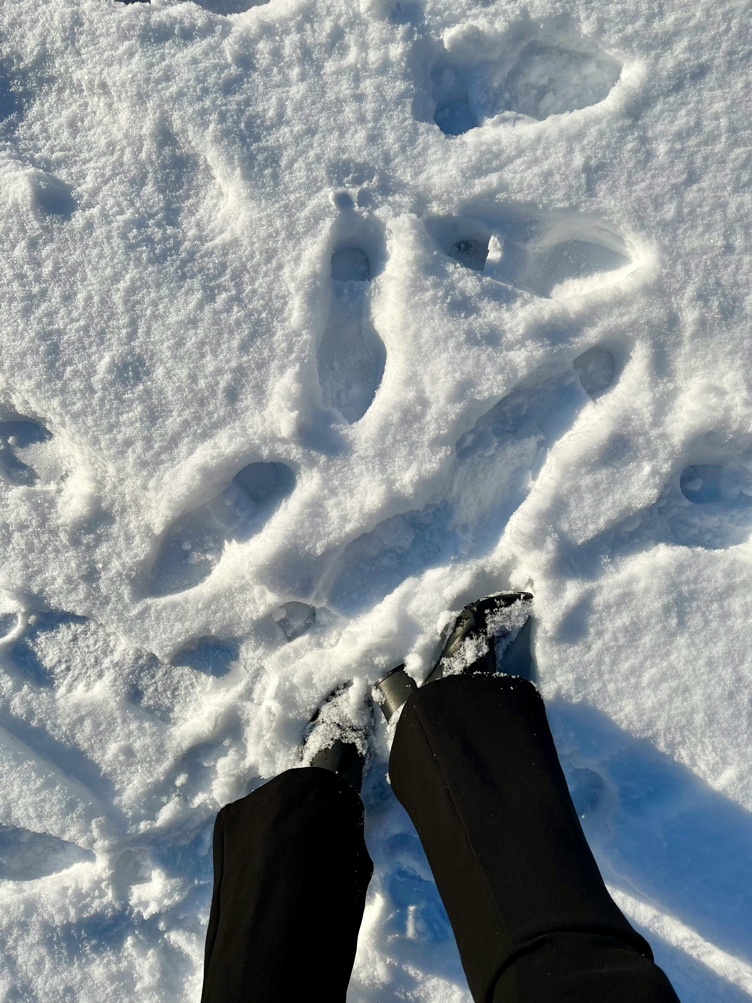 Humans Legs on Snow · Free Stock Photo