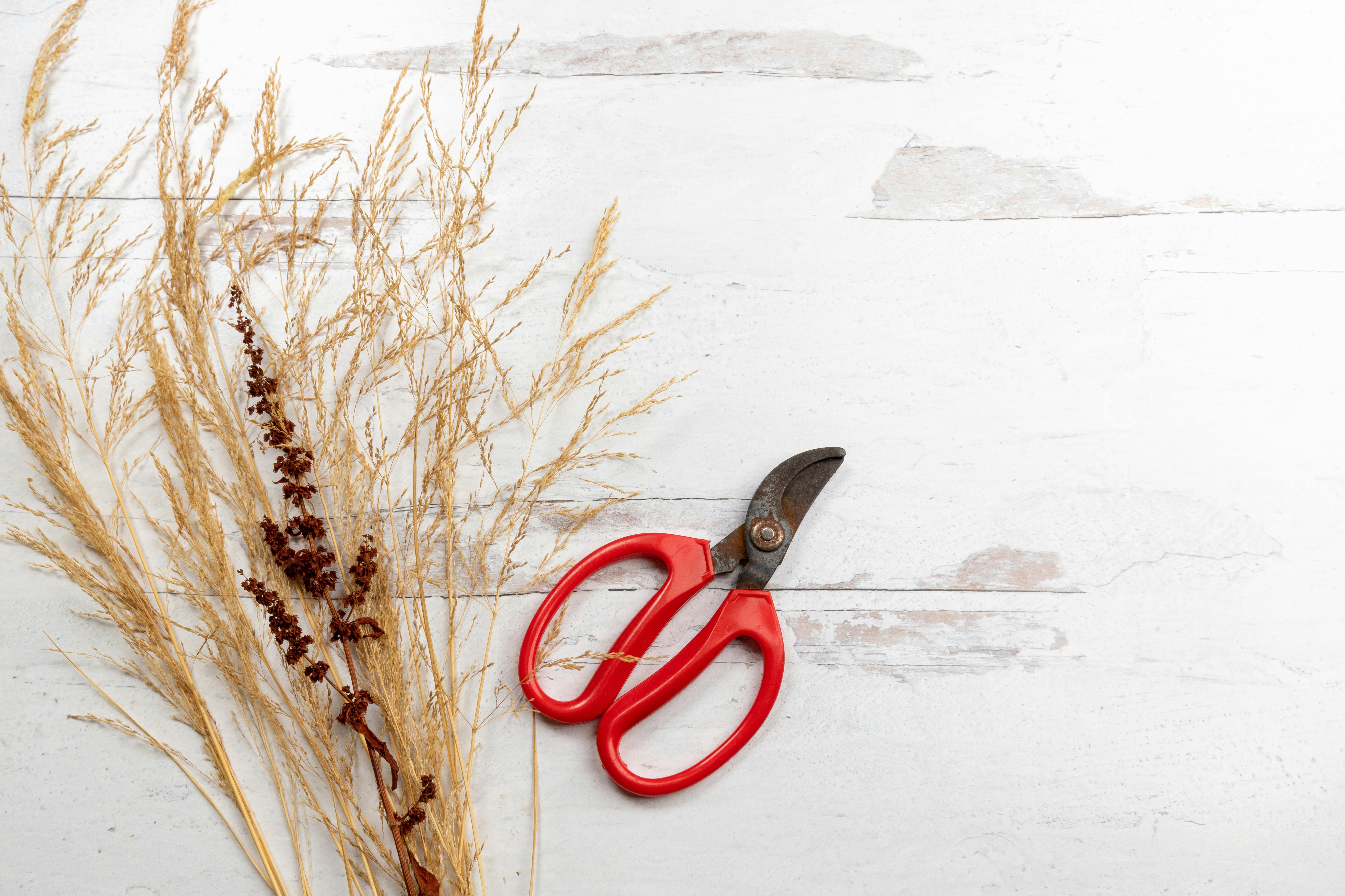 Comment choisir son sécateur : Guide ultime