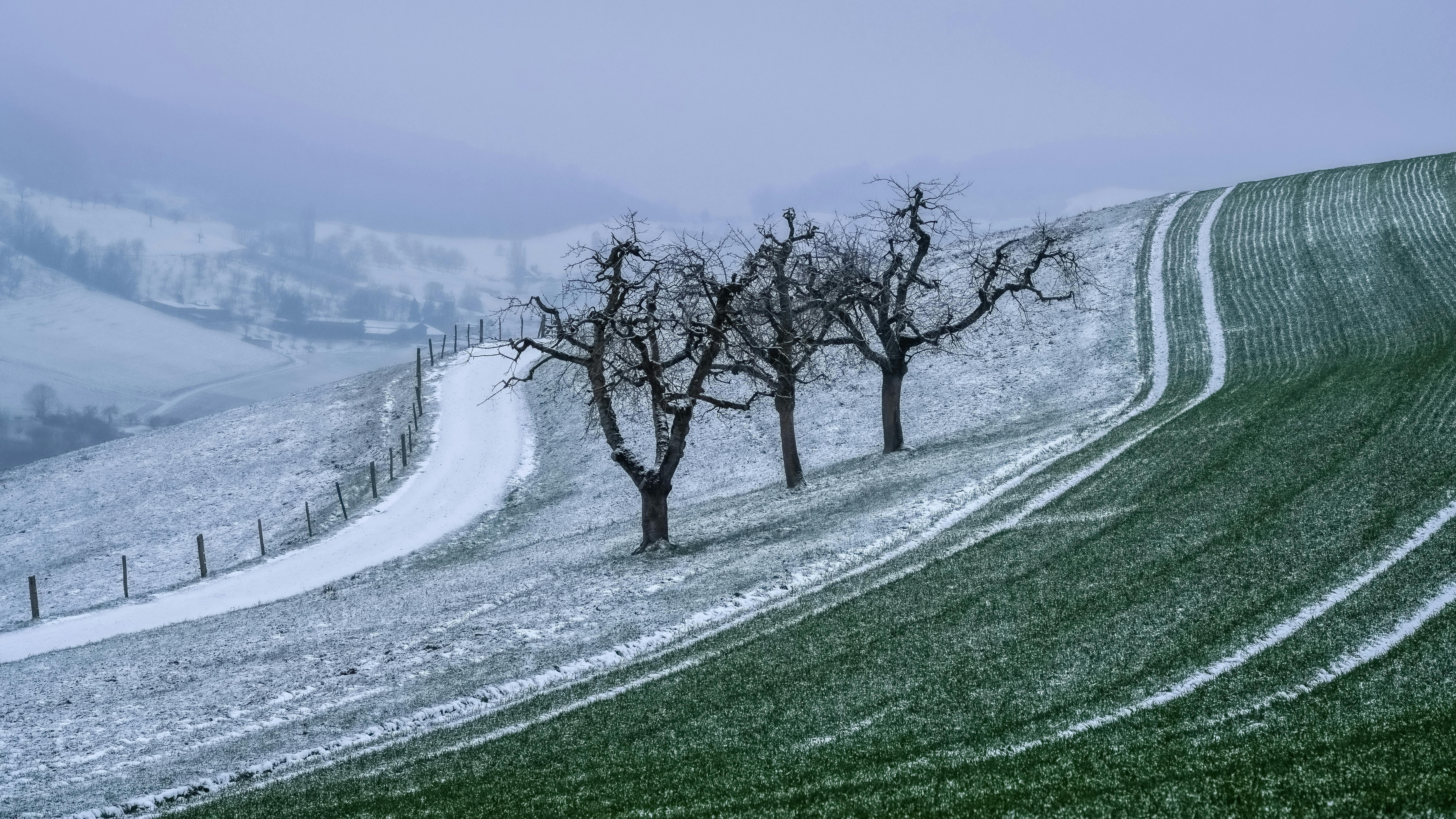 Bare Tree in the Middle Field Covered in Snow · Free Stock Photo