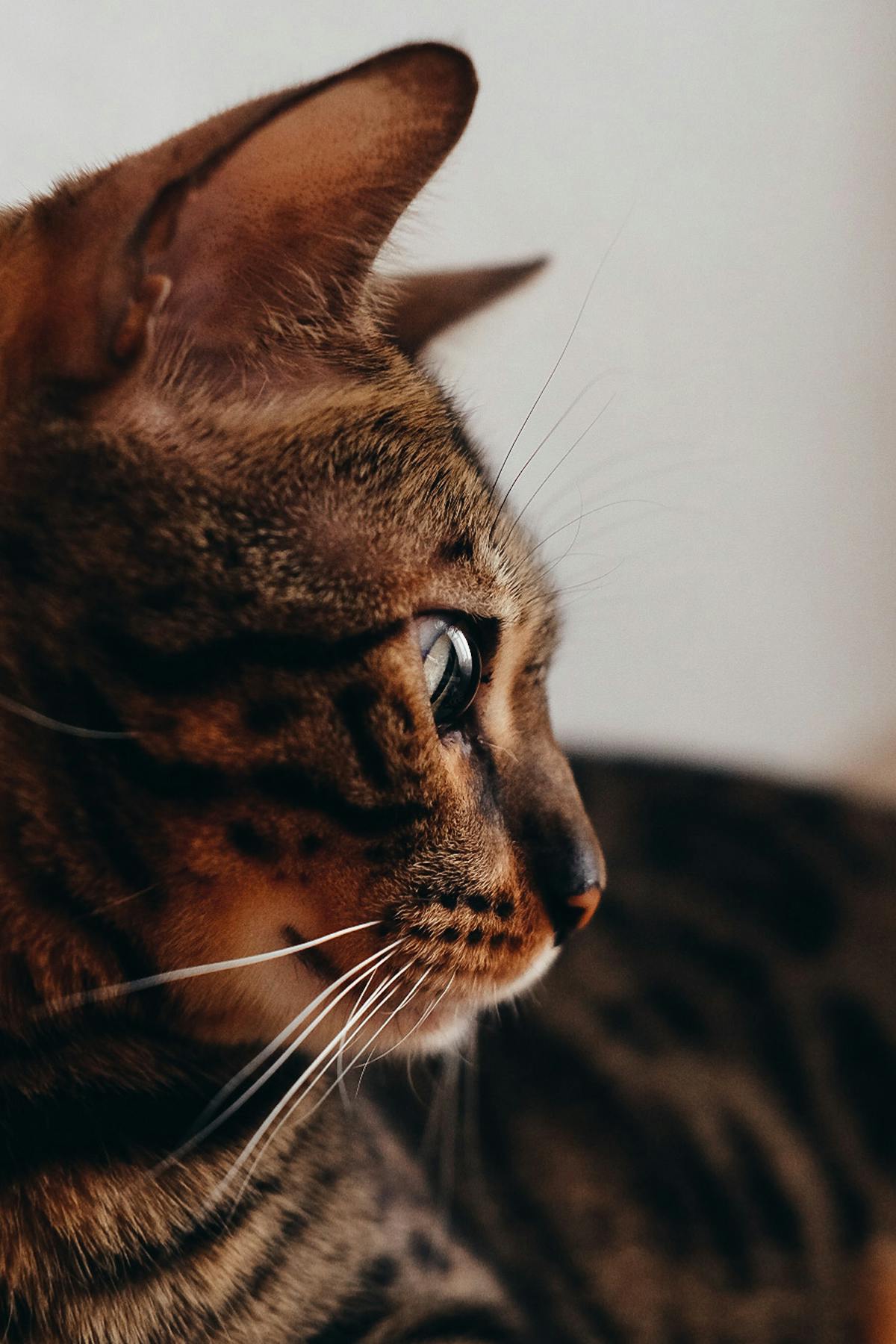 Profile Picture Cat Photos, Download The BEST Free Profile Picture Cat ...