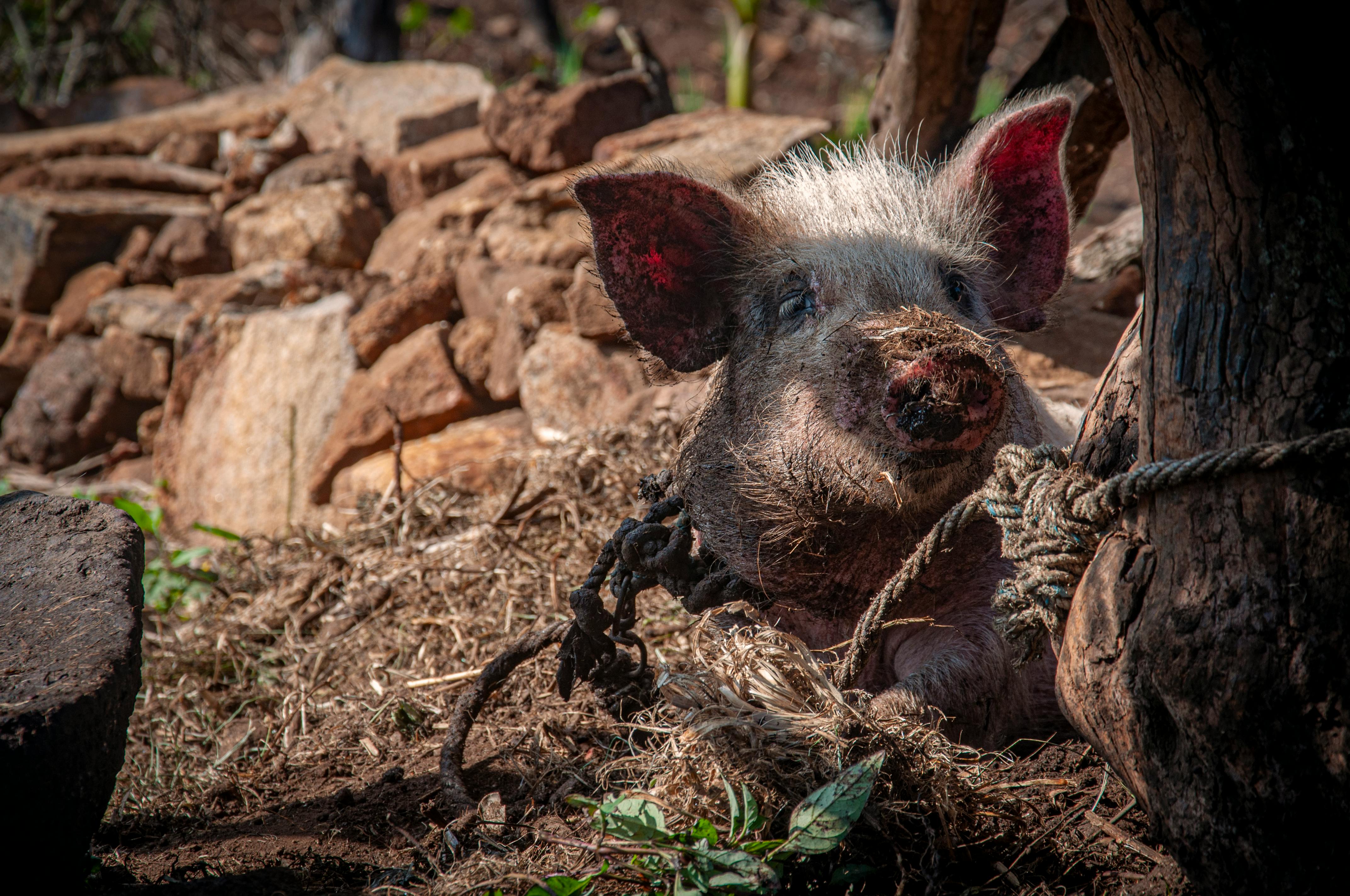 Prashanth R - 사진