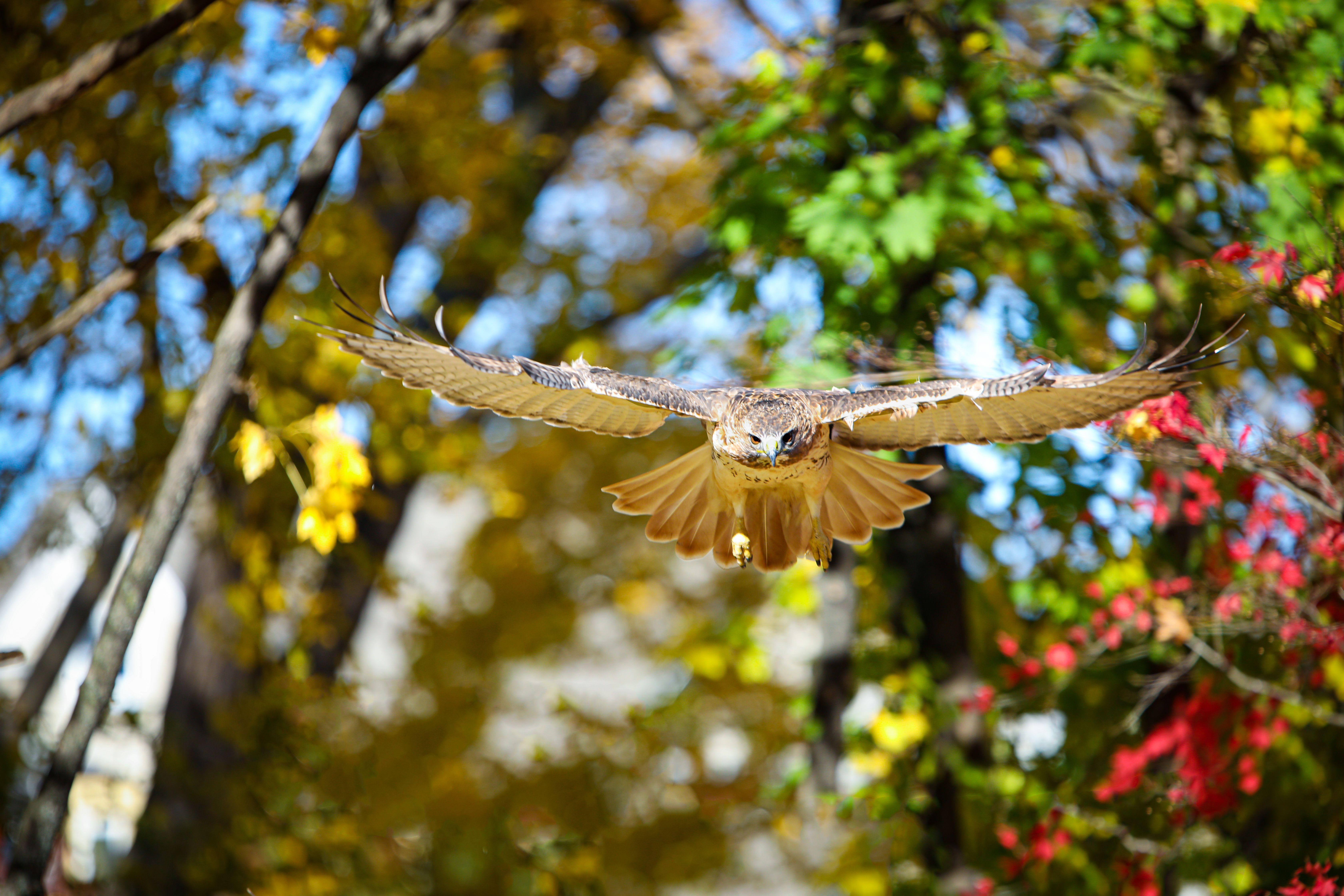 Pájaro Volando · Foto de stock gratuita