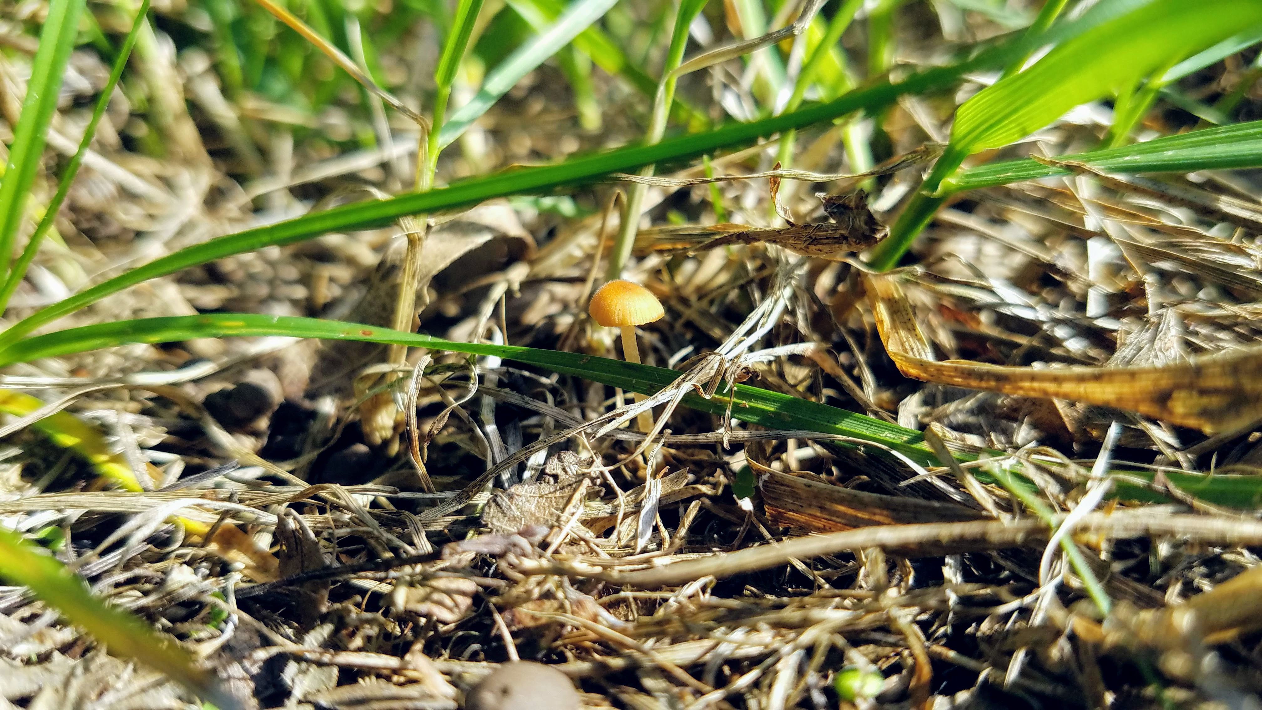 Free stock photo of blades of grass, close-up, dead grass