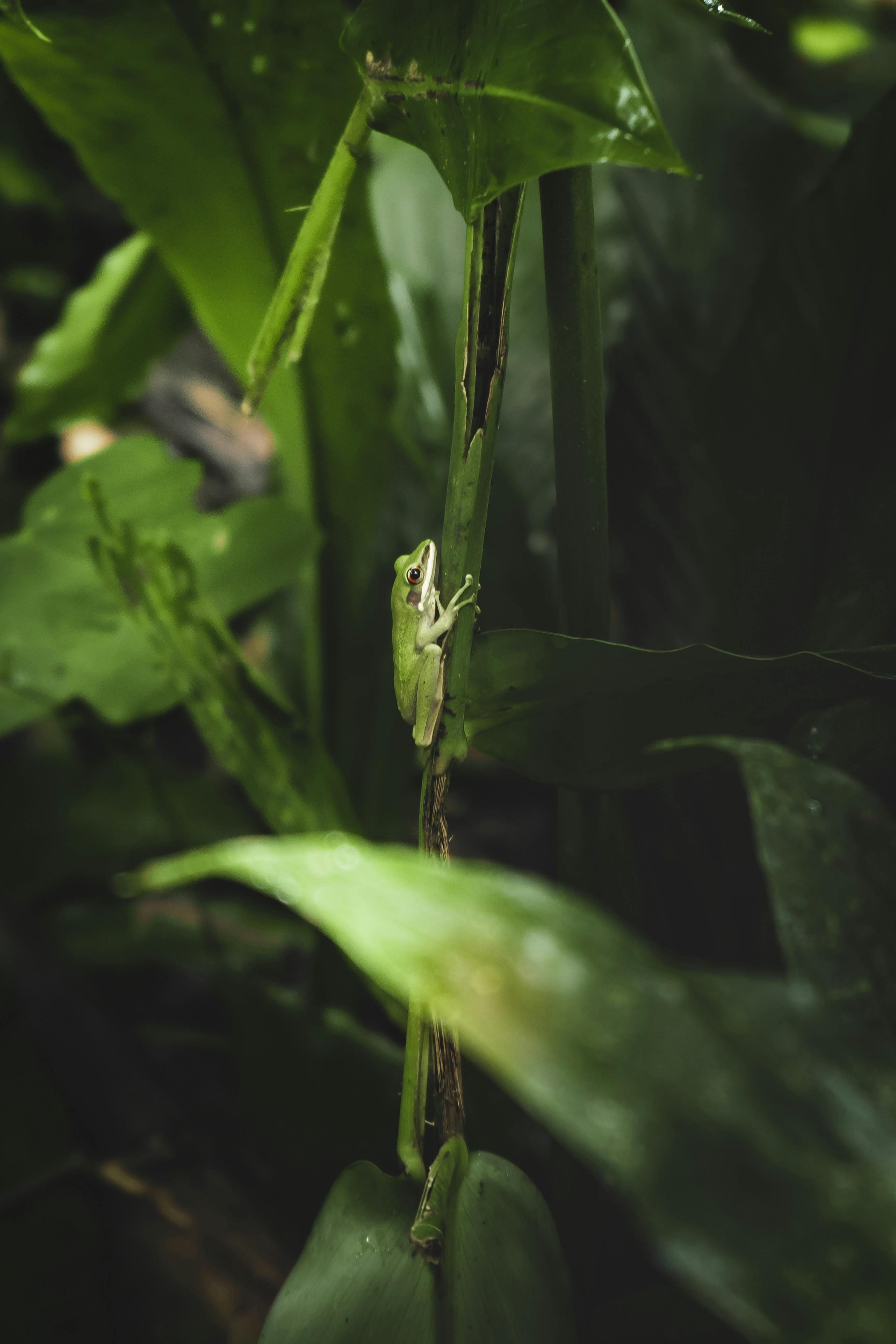 Eastern Dwarf Tree Frog on Plant in Rainforest · Free Stock Photo