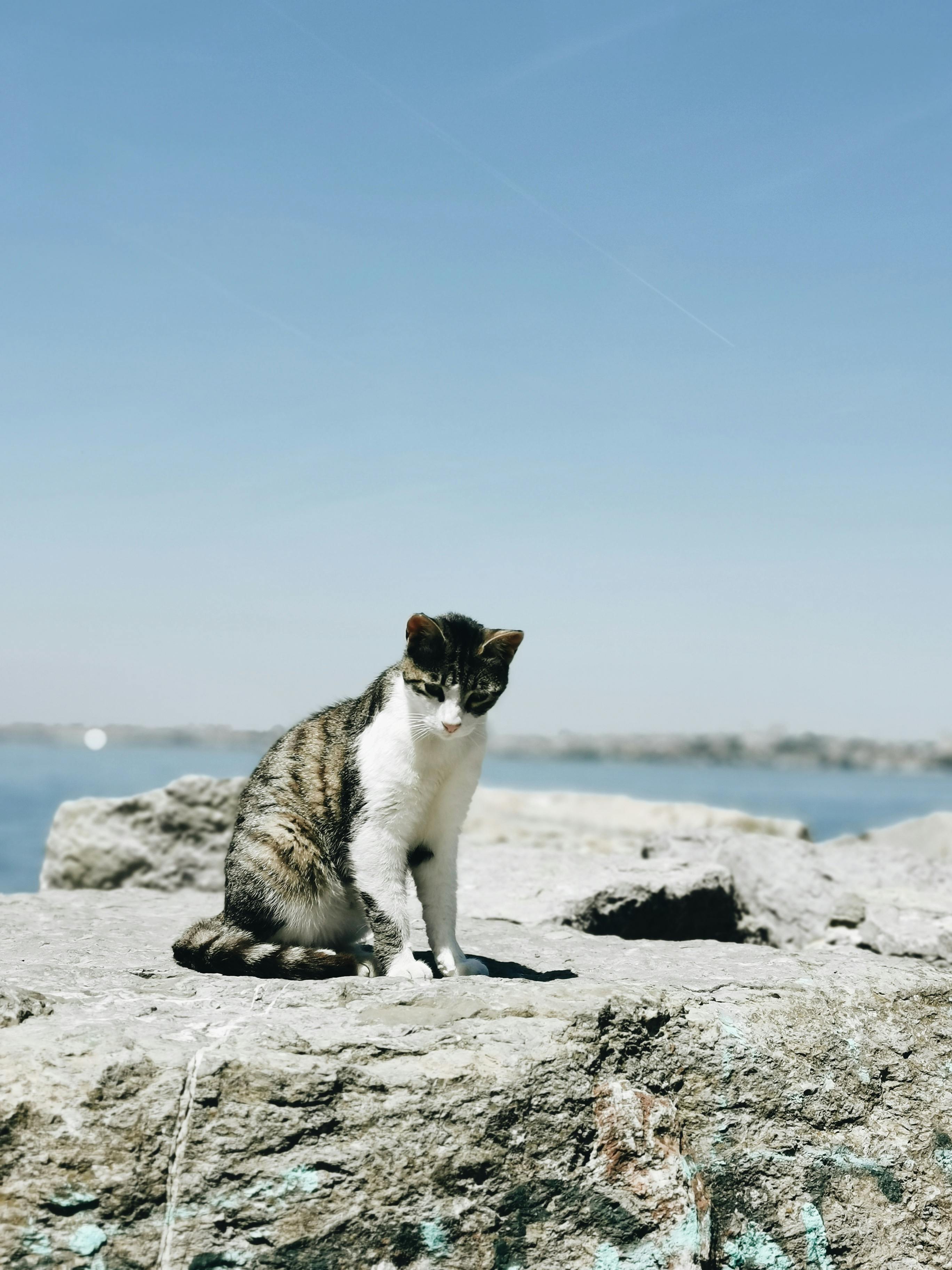 Cat Sitting on Rock · Free Stock Photo