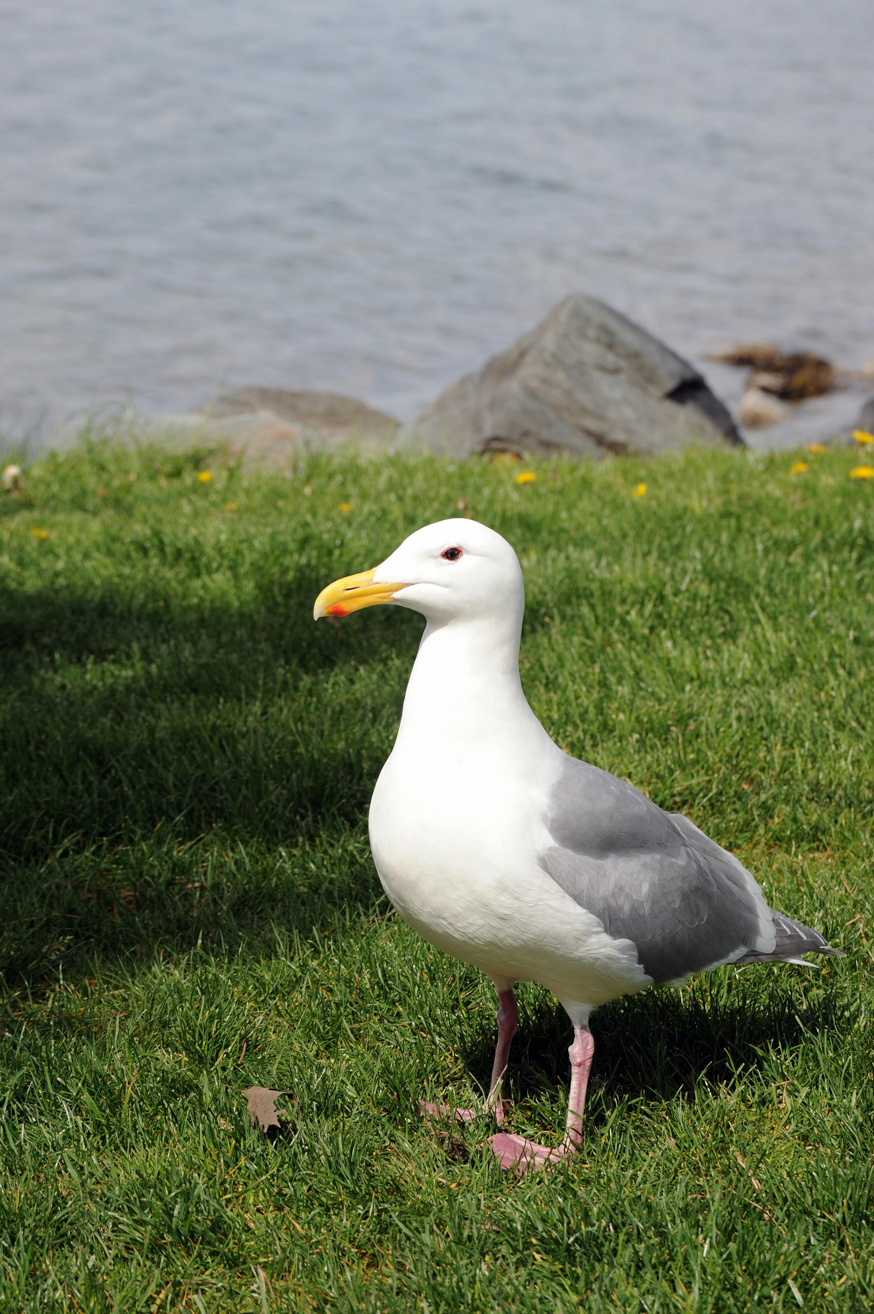 White Gull on Green Grass · Free Stock Photo
