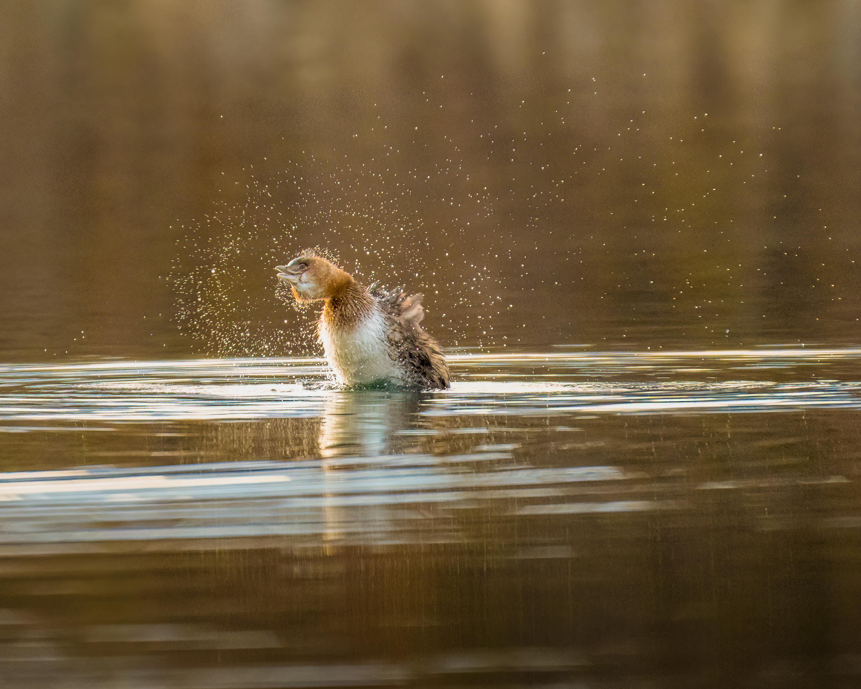 Bird Shaking Water · Free Stock Photo