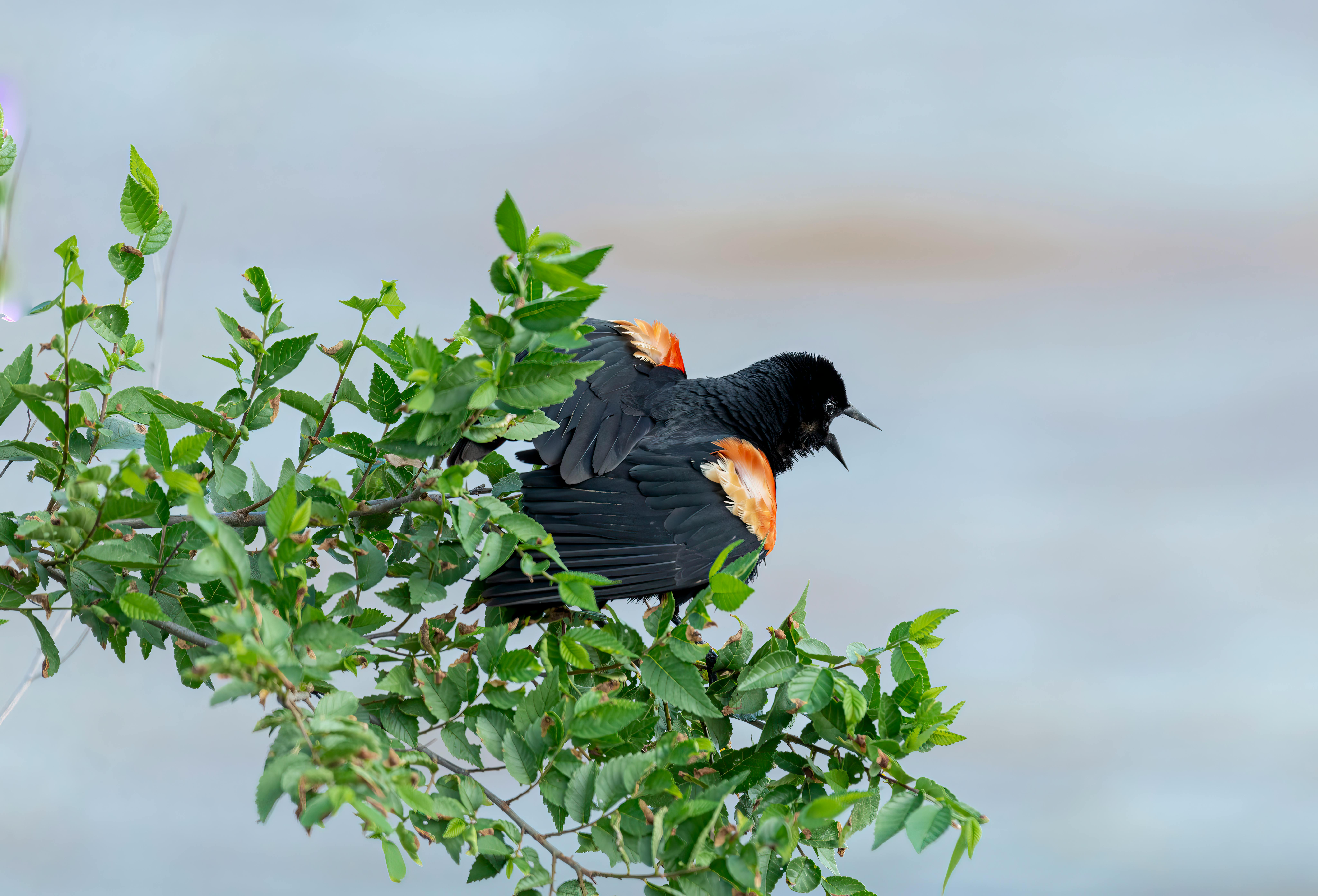 Close-Up Shot of a Red-Winged Blackbird · Free Stock Photo