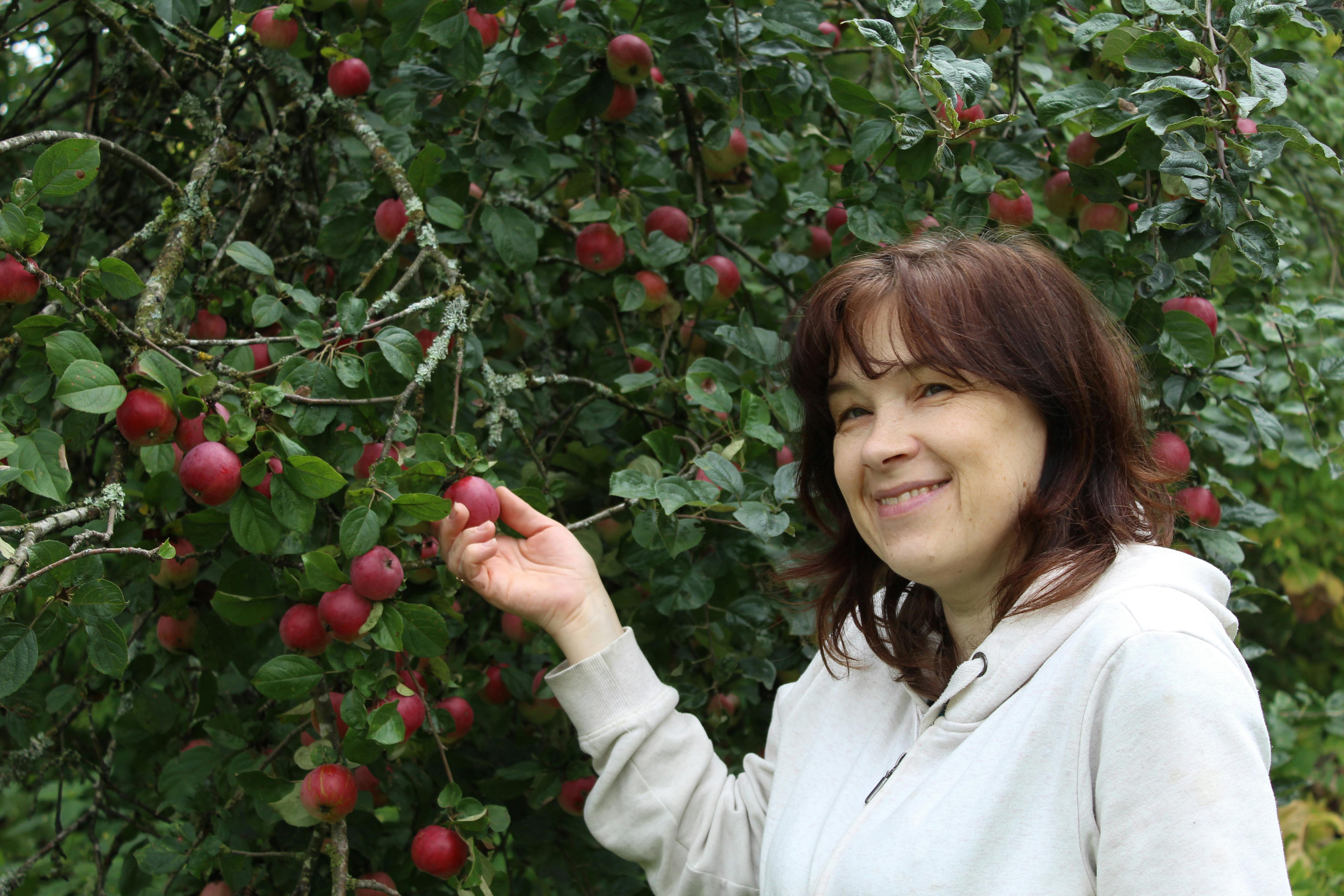 Apple tree · Free Stock Photo