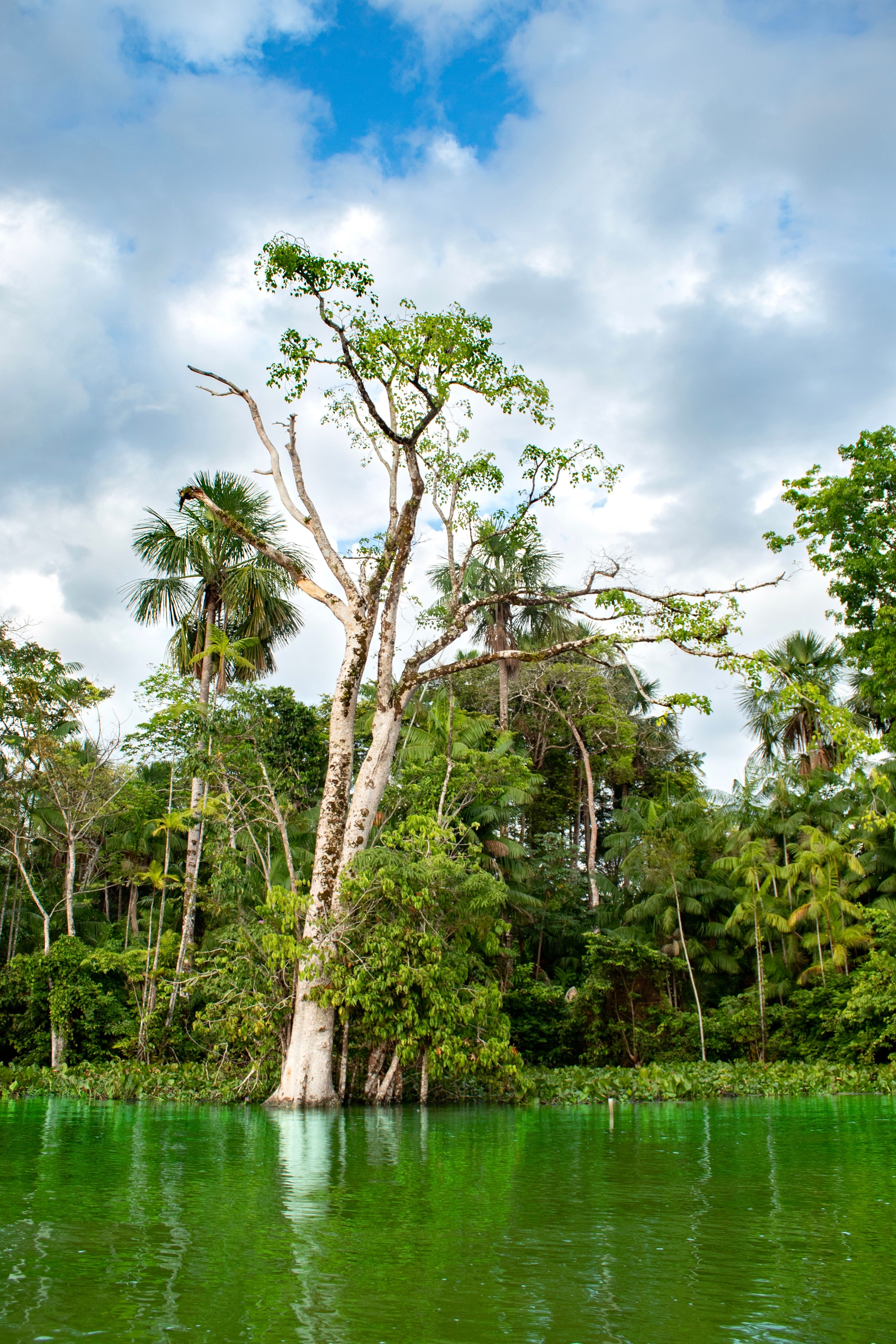 Forest on Swamp · Free Stock Photo
