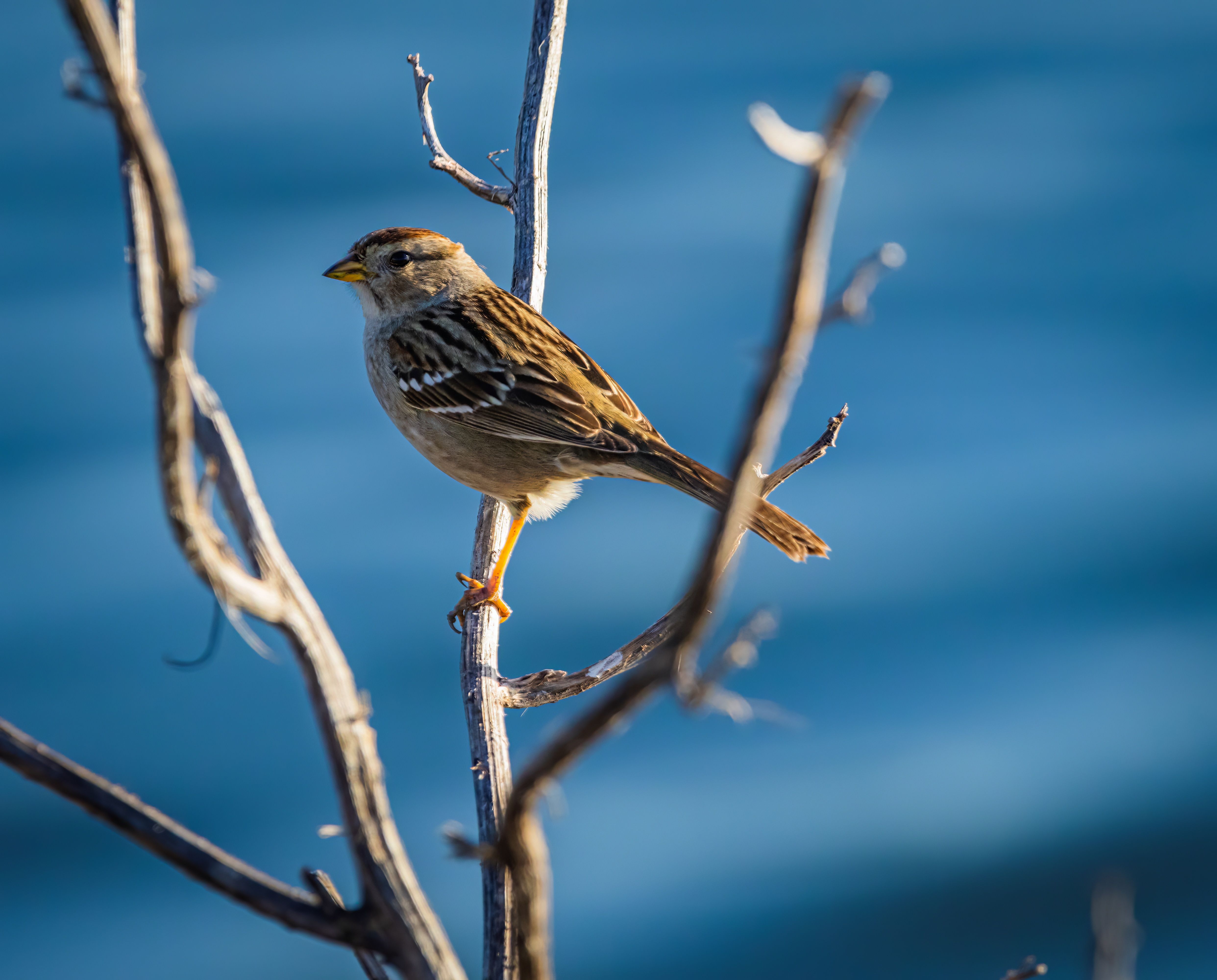 Close up of Bird · Free Stock Photo