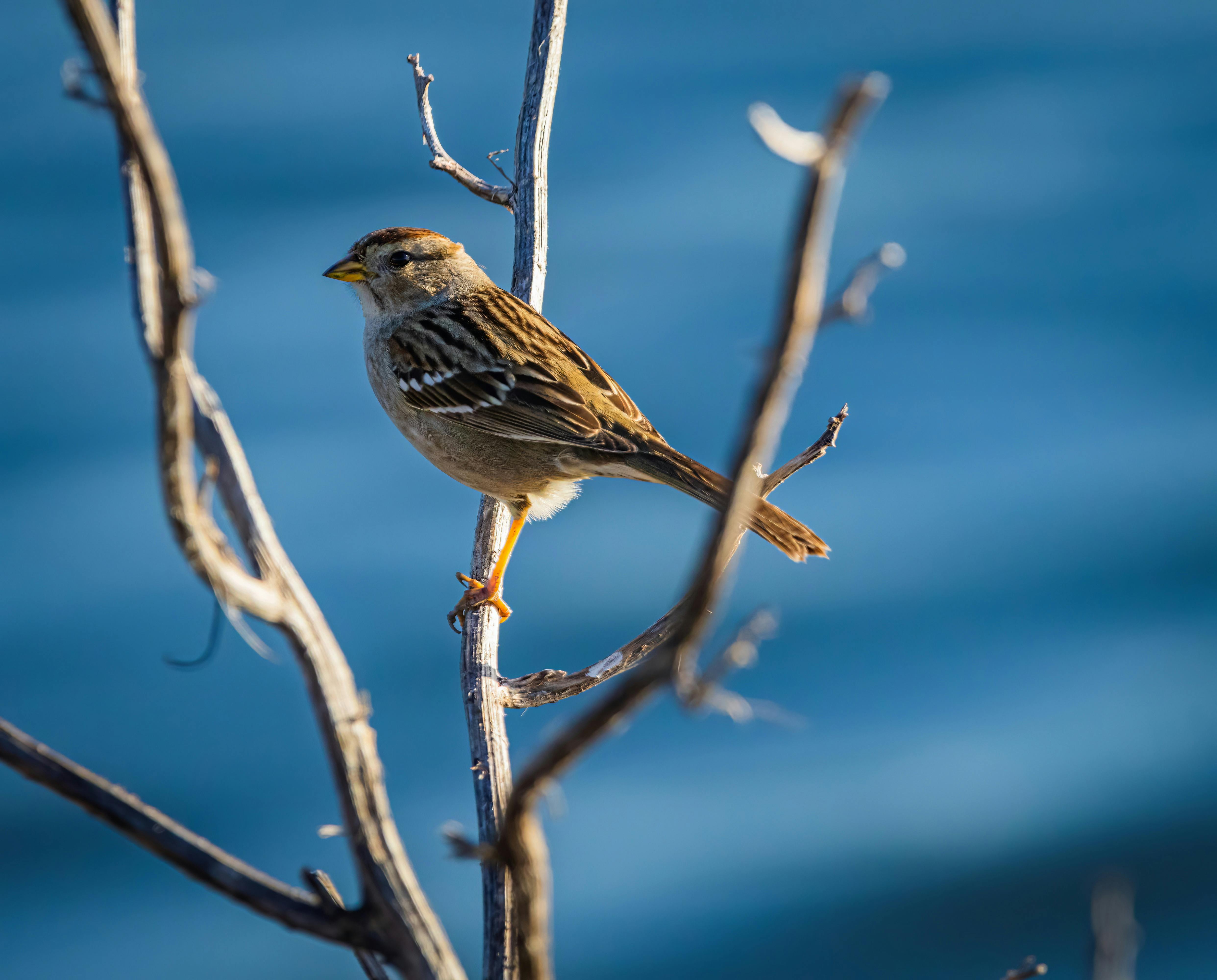 Bird on Branches · Free Stock Photo