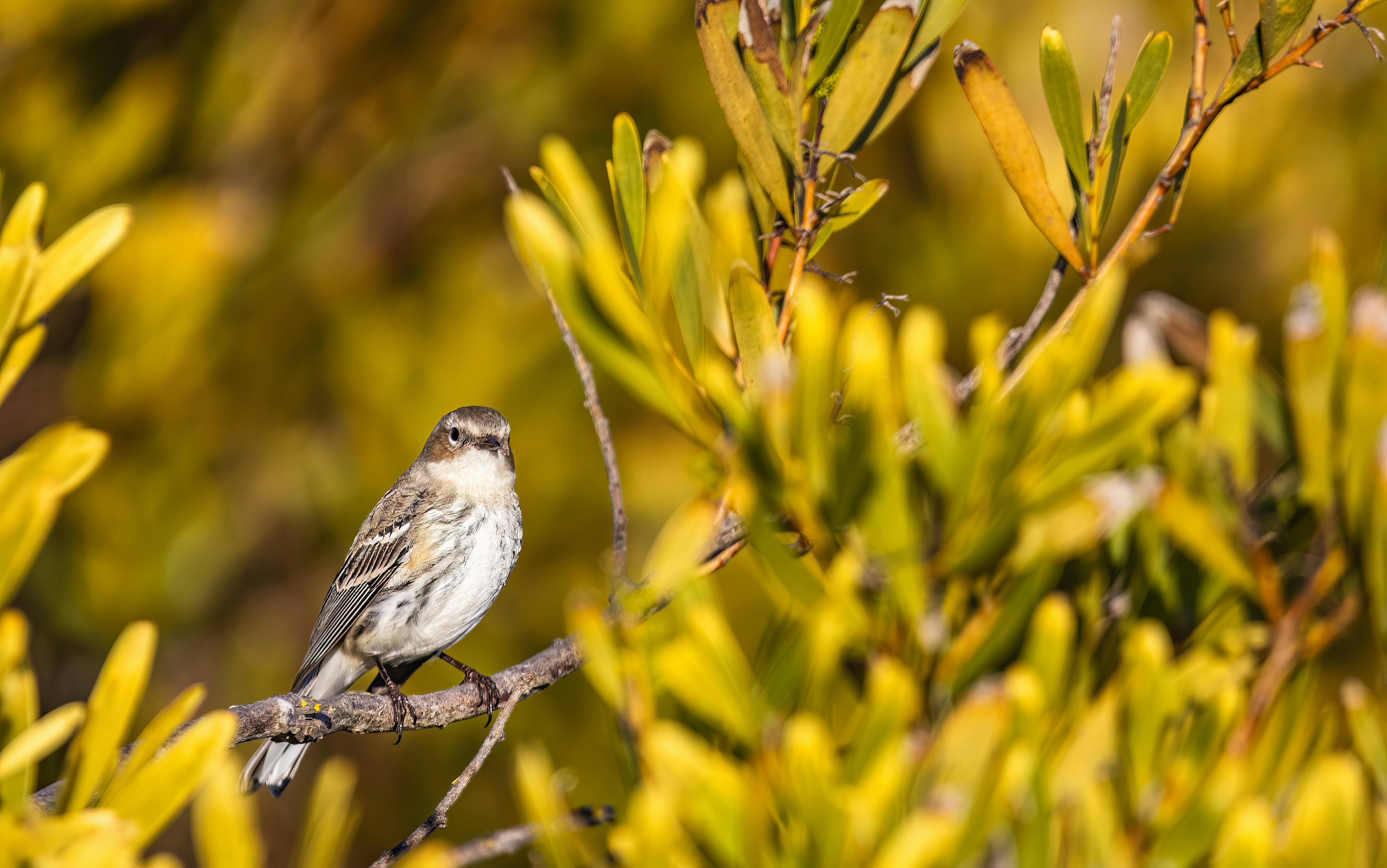 Photo of Bird Perched on Tree Branch · Free Stock Photo