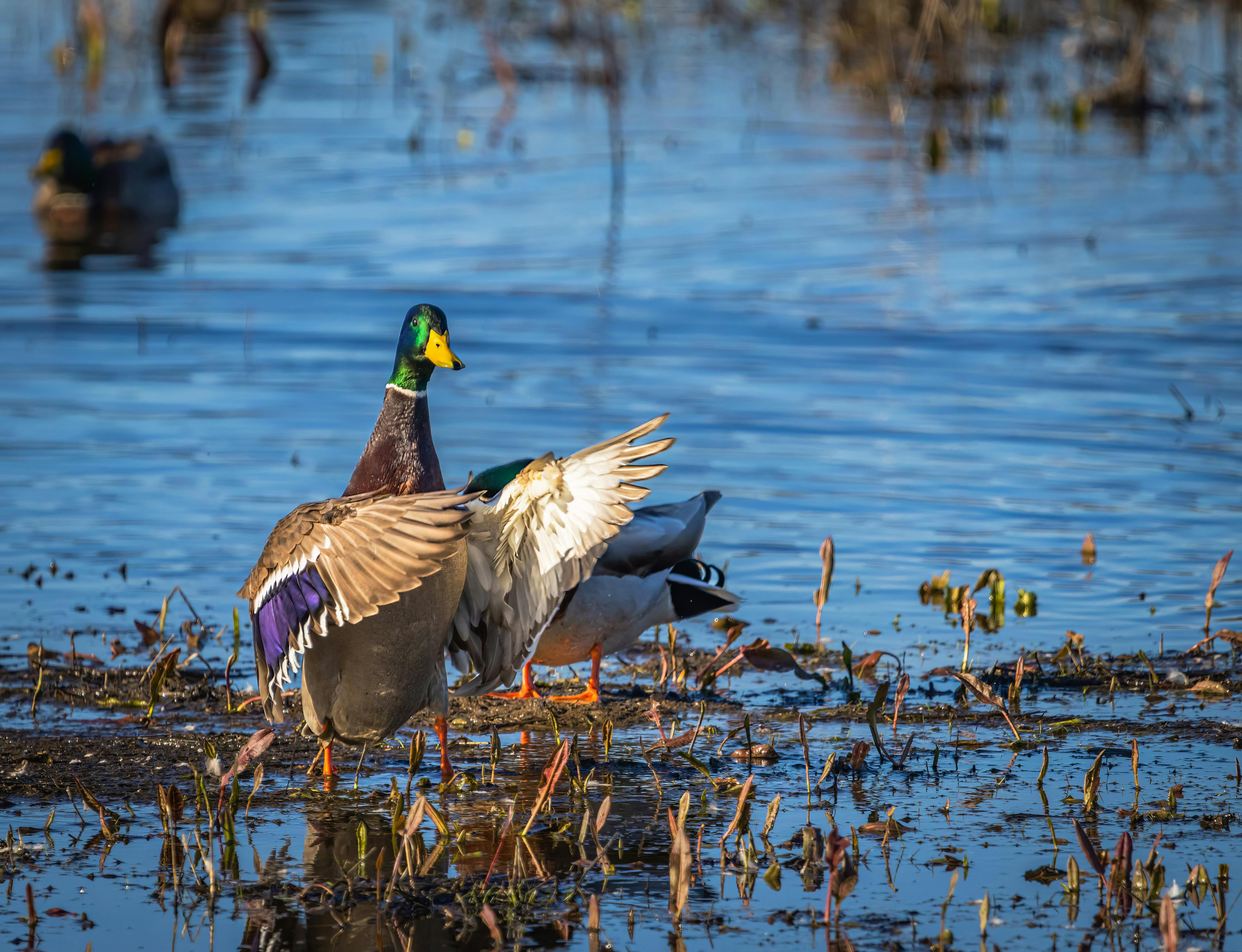 Desktop Wallpaper = Fancy Ducks Photos, Download The BEST Free Desktop Wallpaper = Fancy Ducks ...