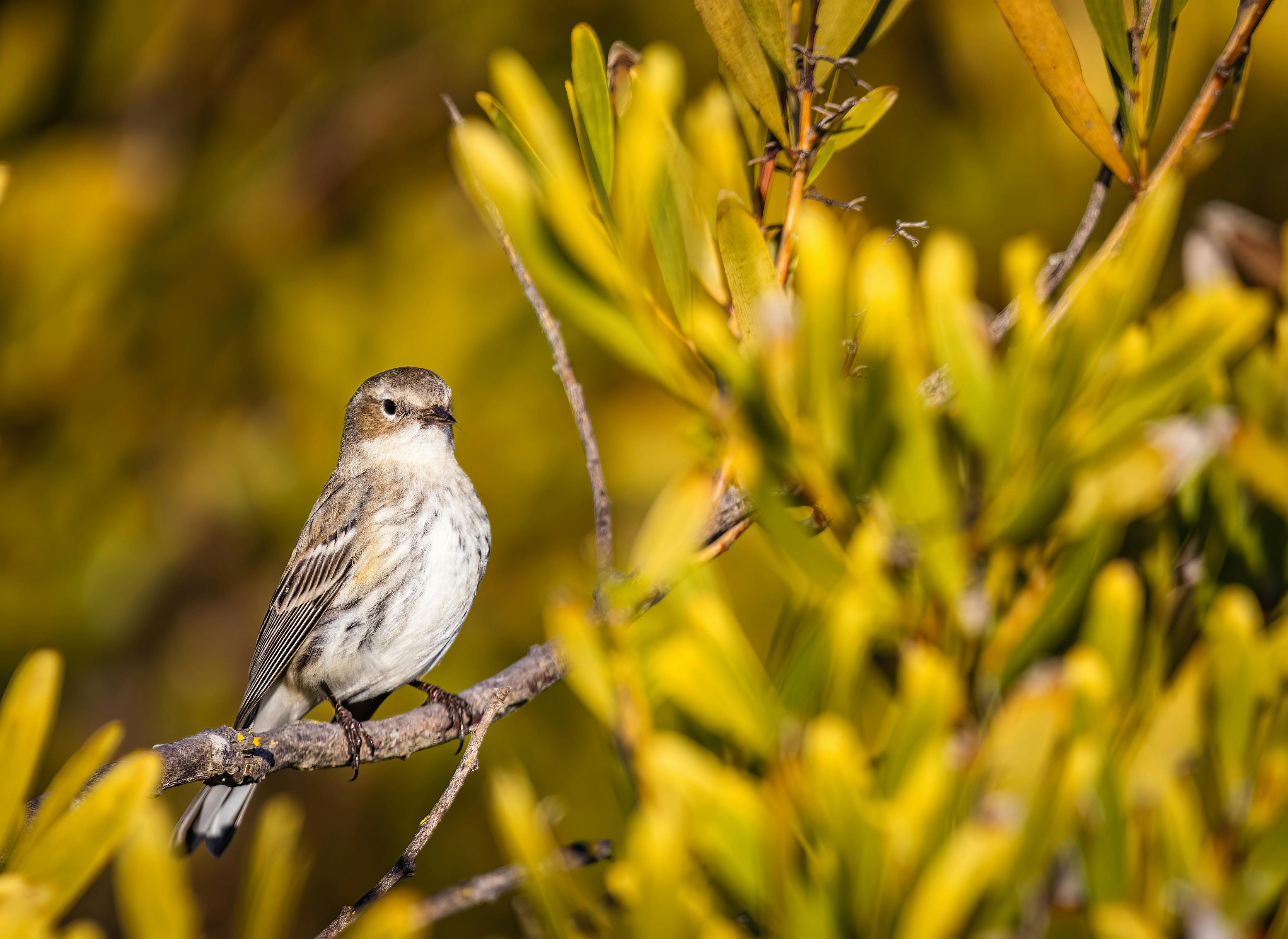 Bird among Leaves · Free Stock Photo