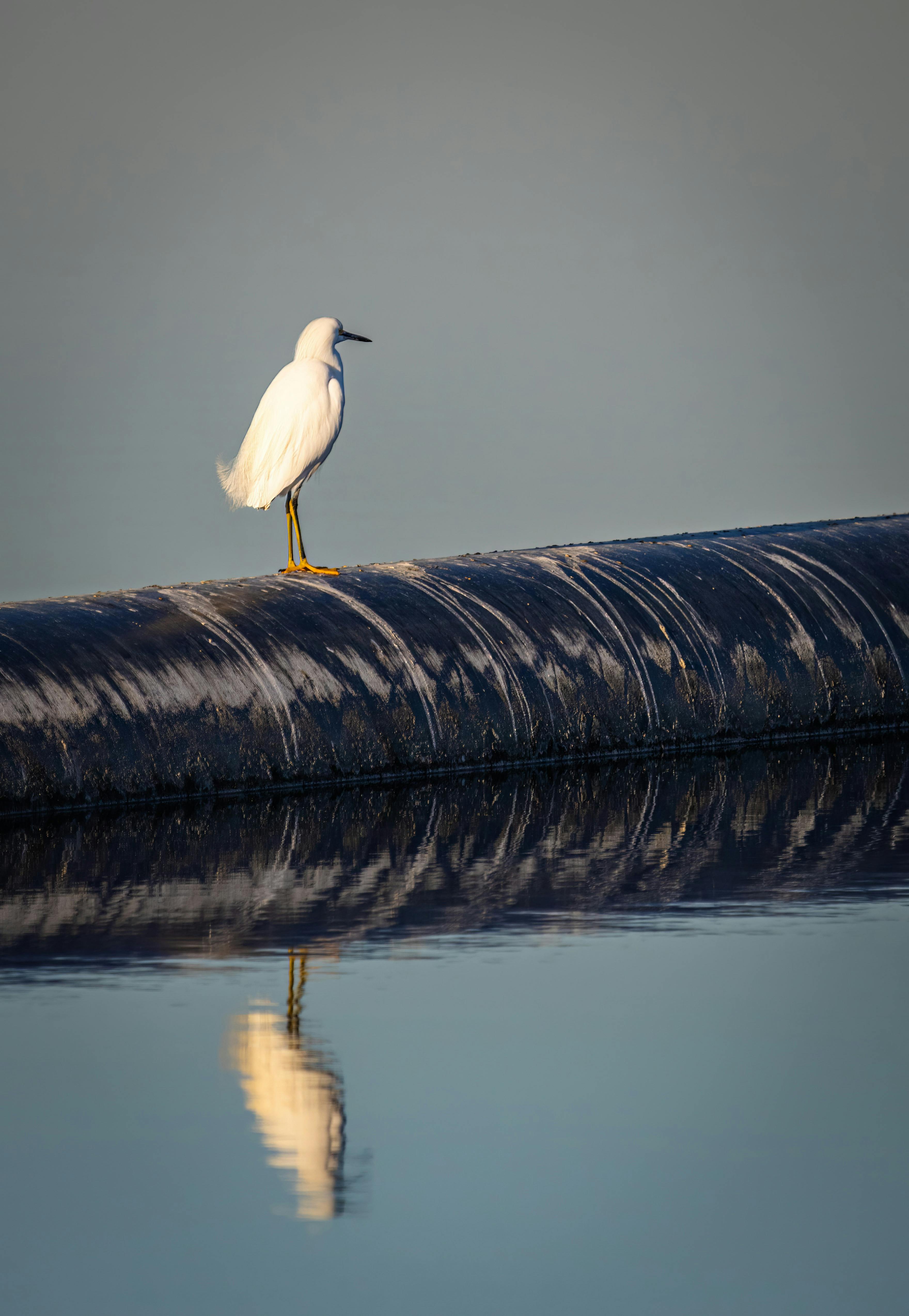 Anime Pipe Photos, Download The BEST Free Anime Pipe Stock Photos & HD ...