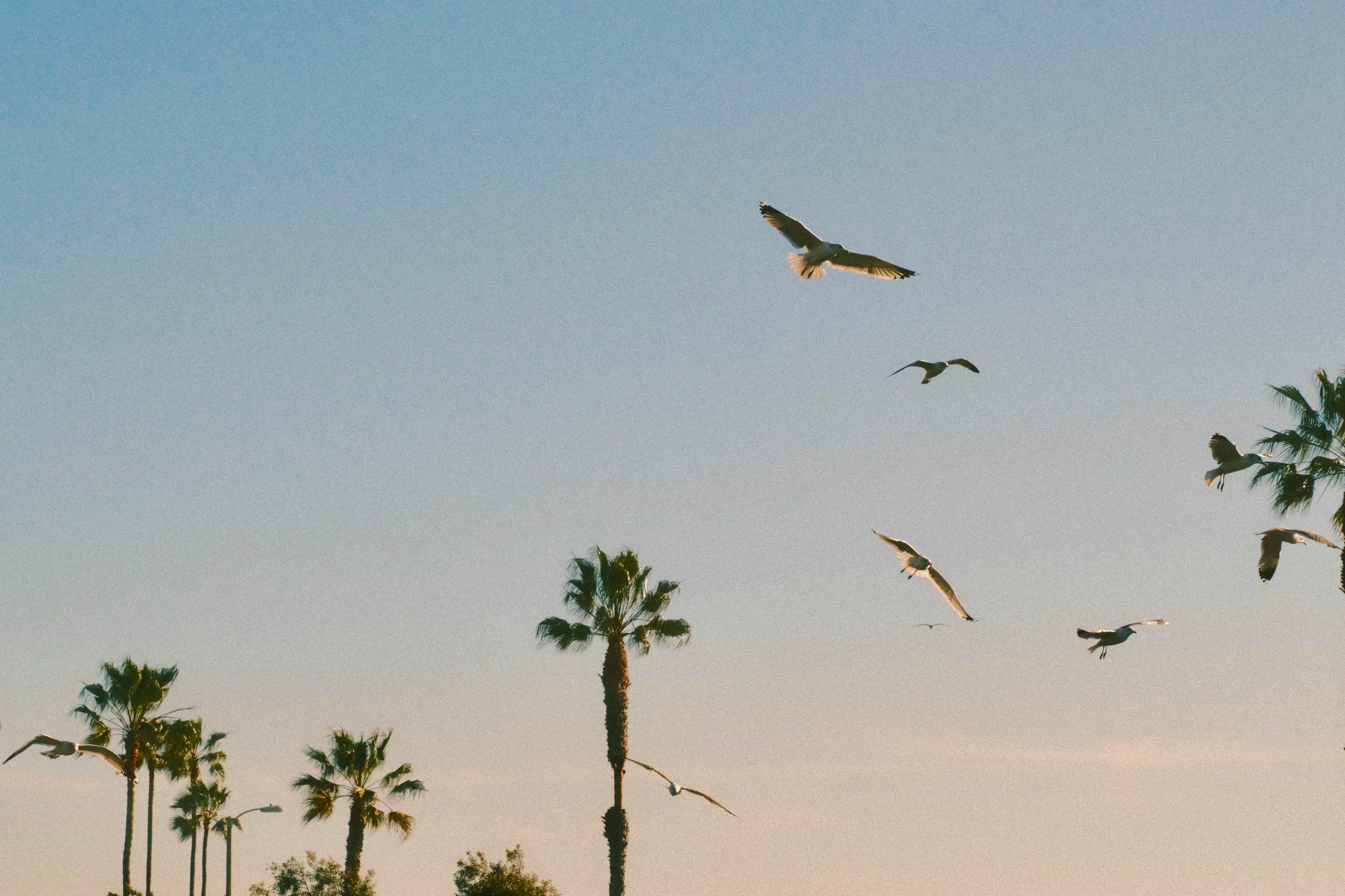Birds Flying over Palm Trees · Free Stock Photo