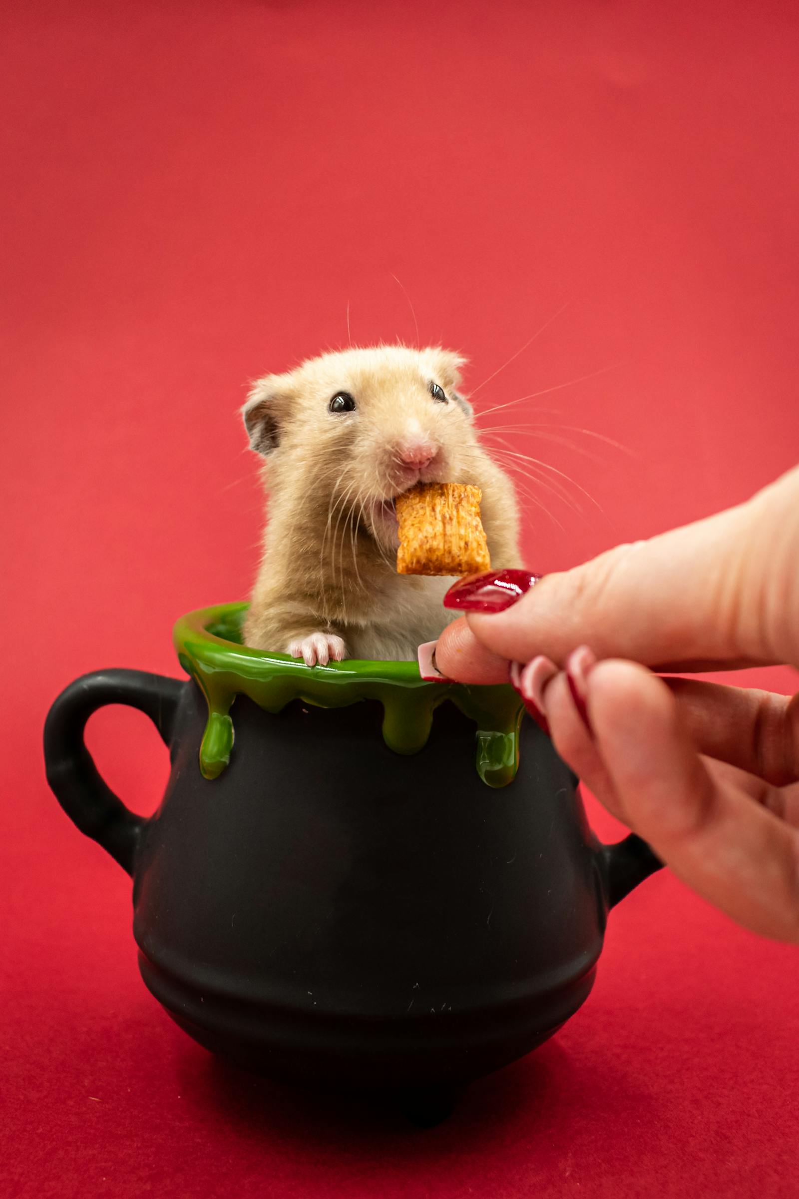 Hamster Photos, Download The BEST Free Hamster Stock Photos & HD Images
