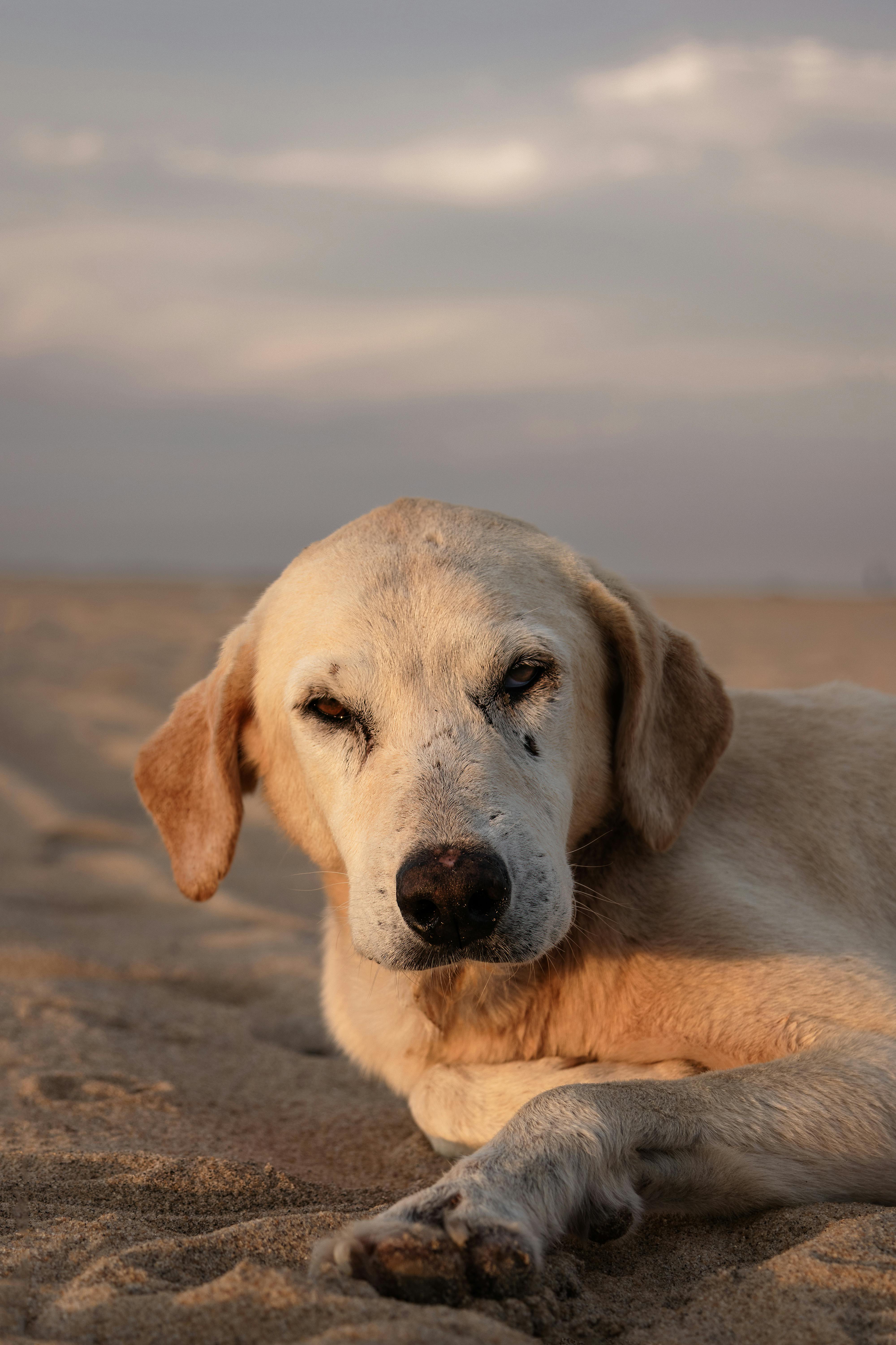 Foto de stock gratuita sobre animal, arena, canino, de cerca ...