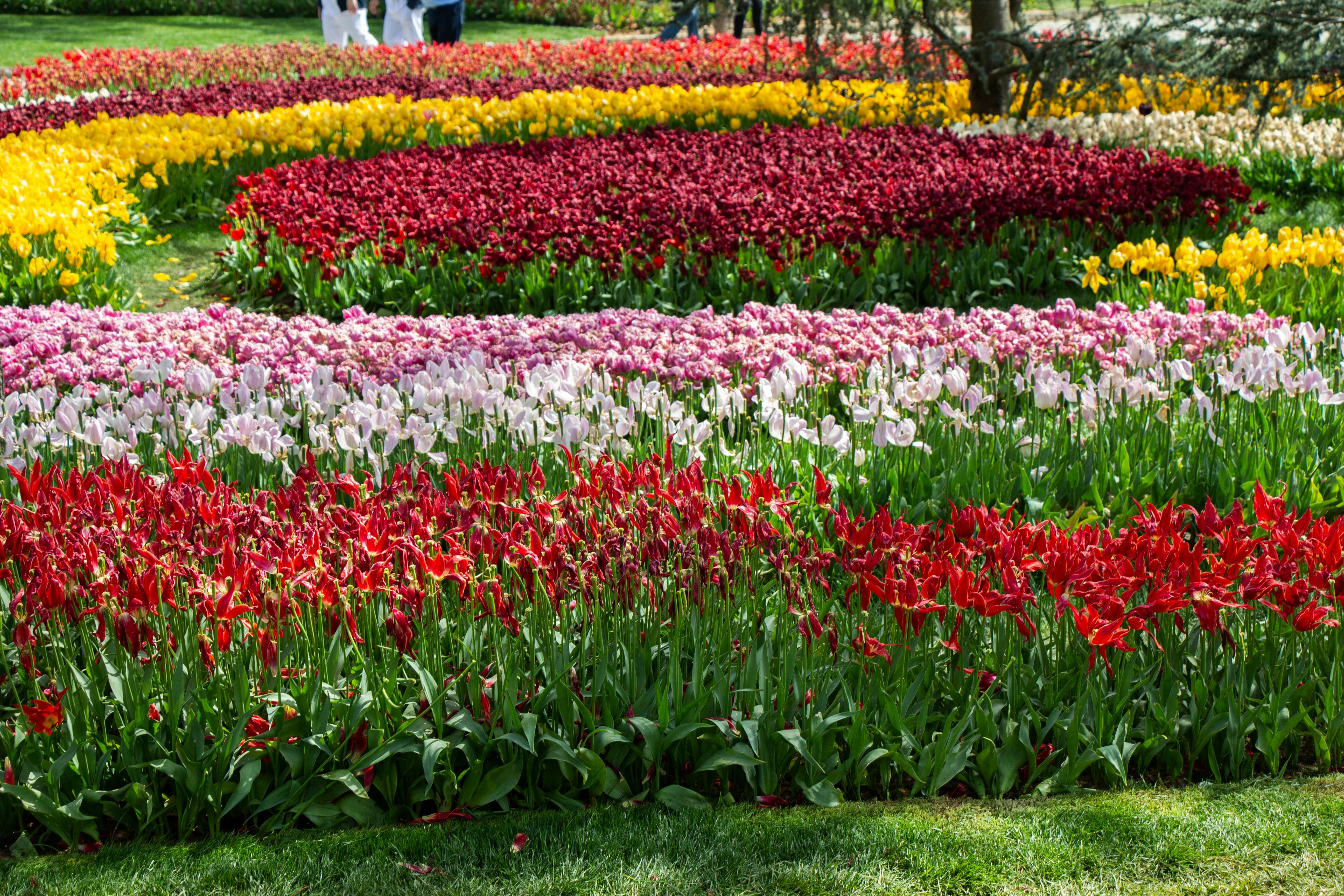 Colorful Tulip Field in a Garden · Free Stock Photo