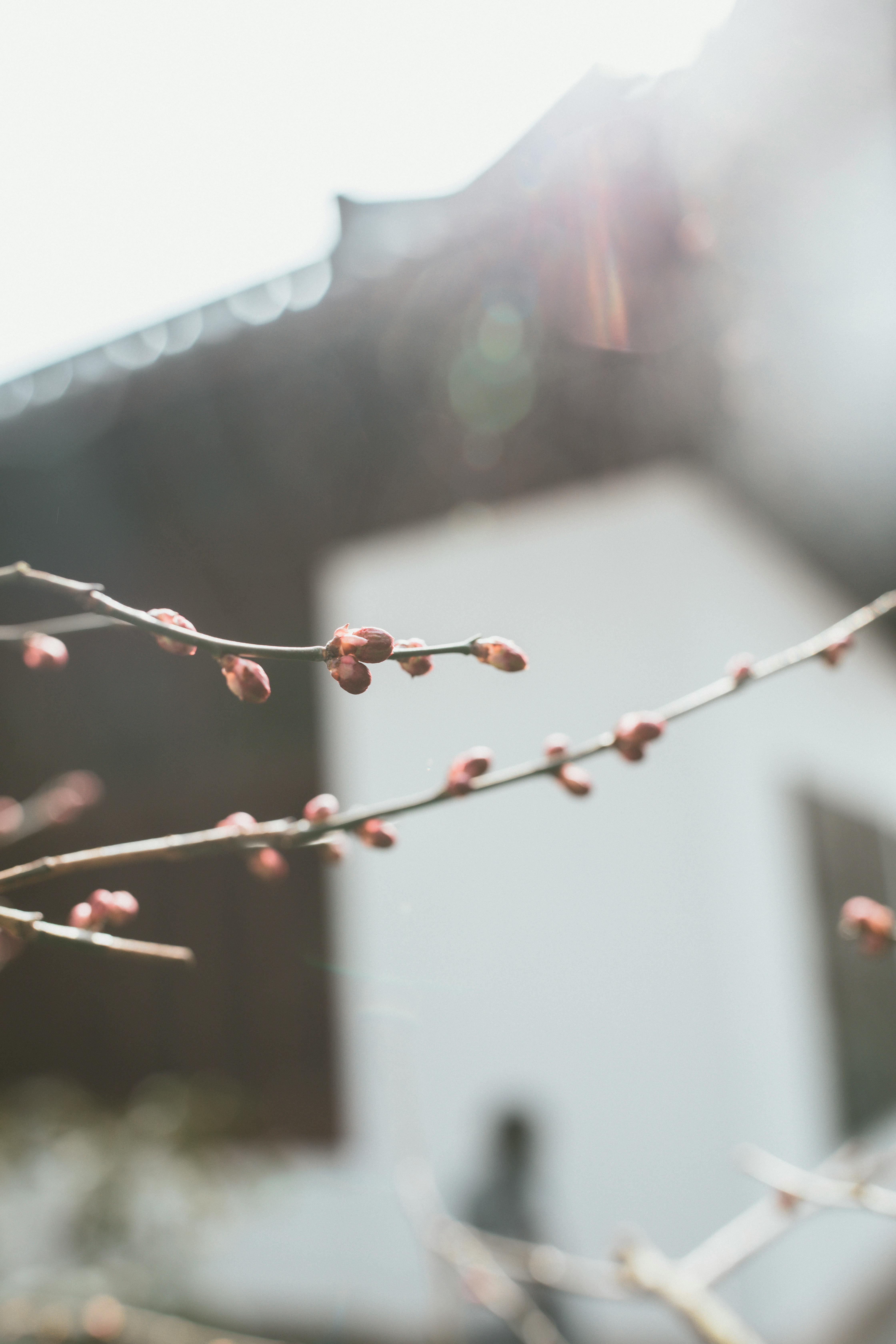 Close Up Photo of Flower Buds on Branches · Free Stock Photo