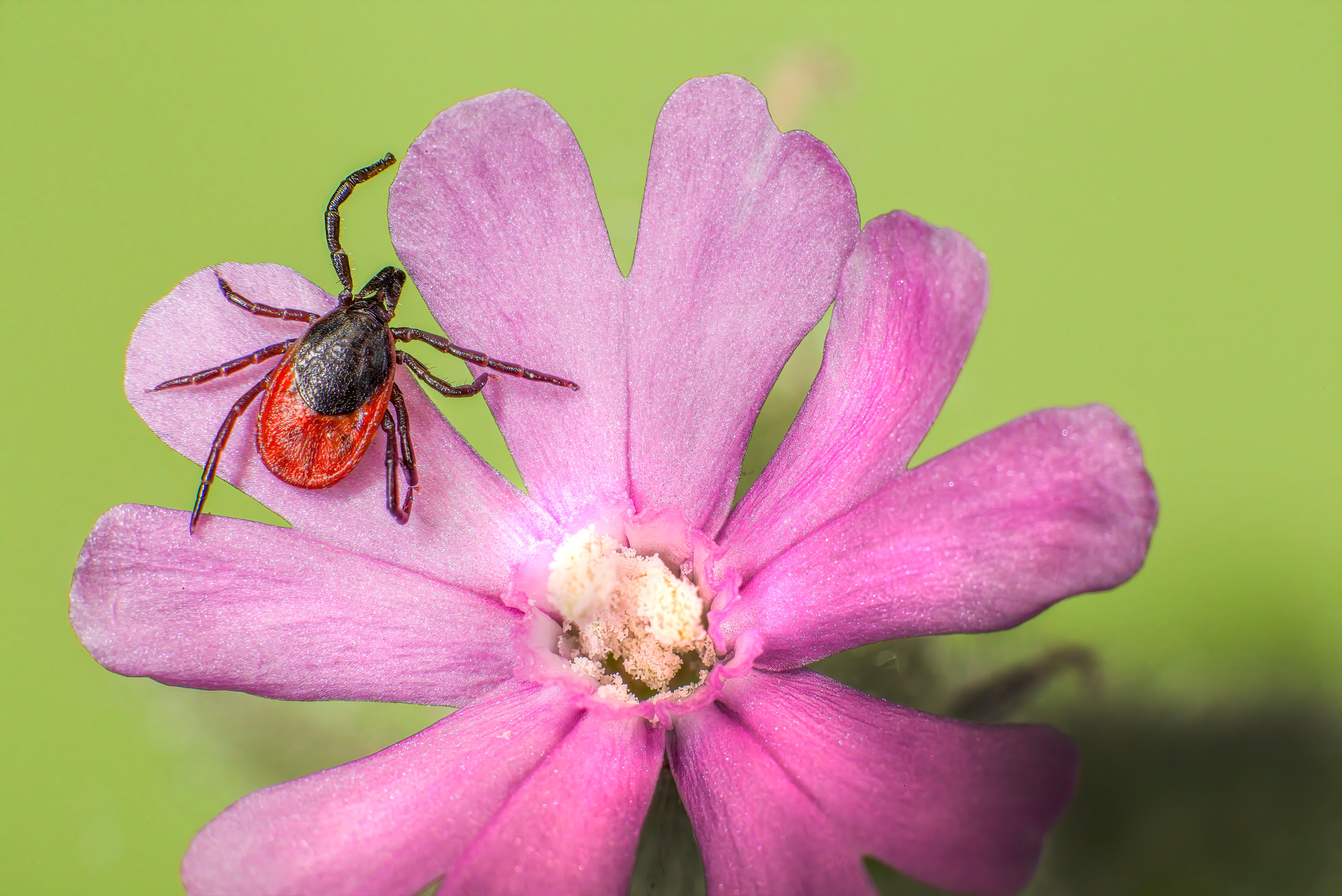 Thick on Flower · Free Stock Photo