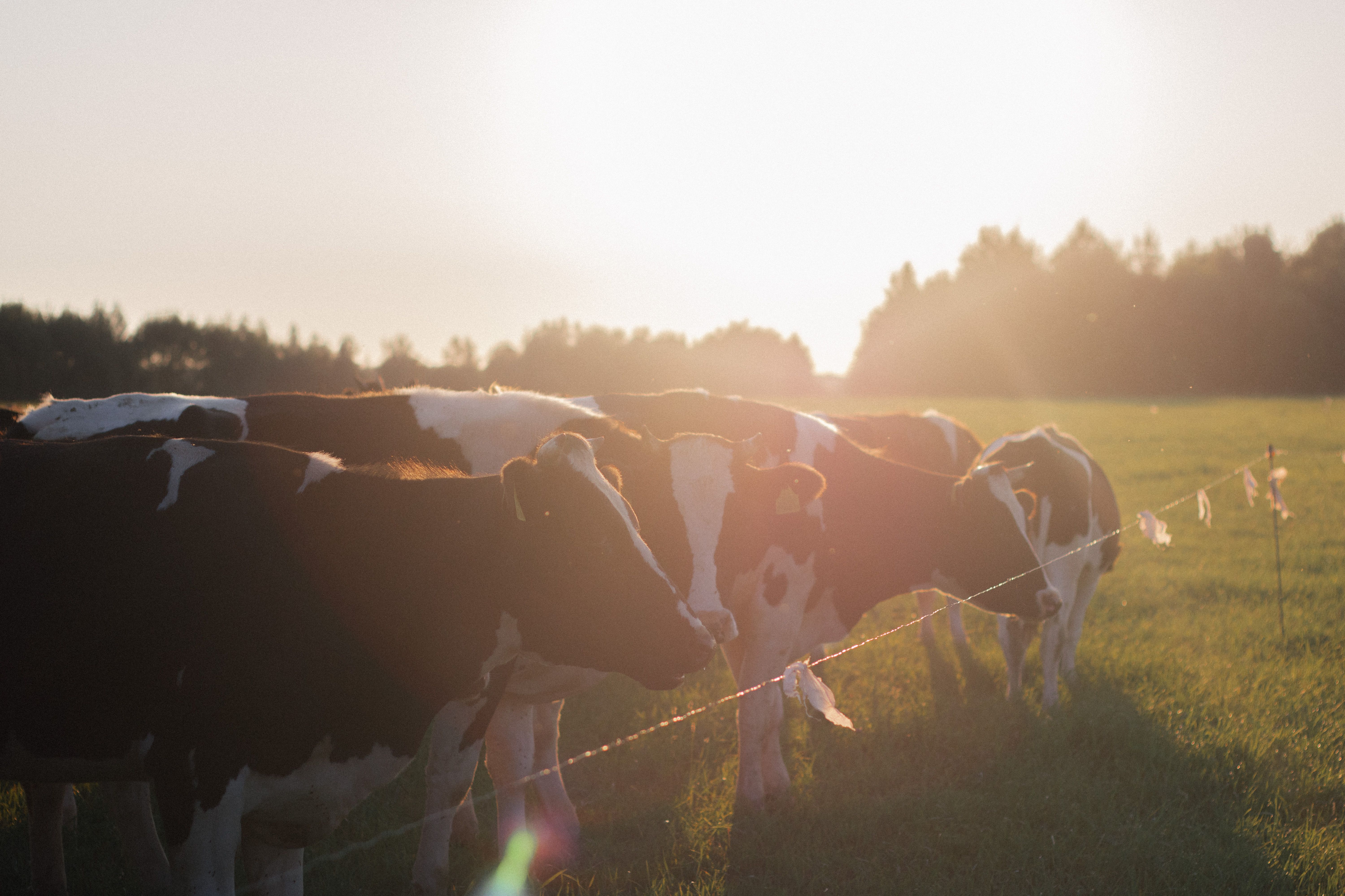 Sunlight over Cattle on Pasture · Free Stock Photo