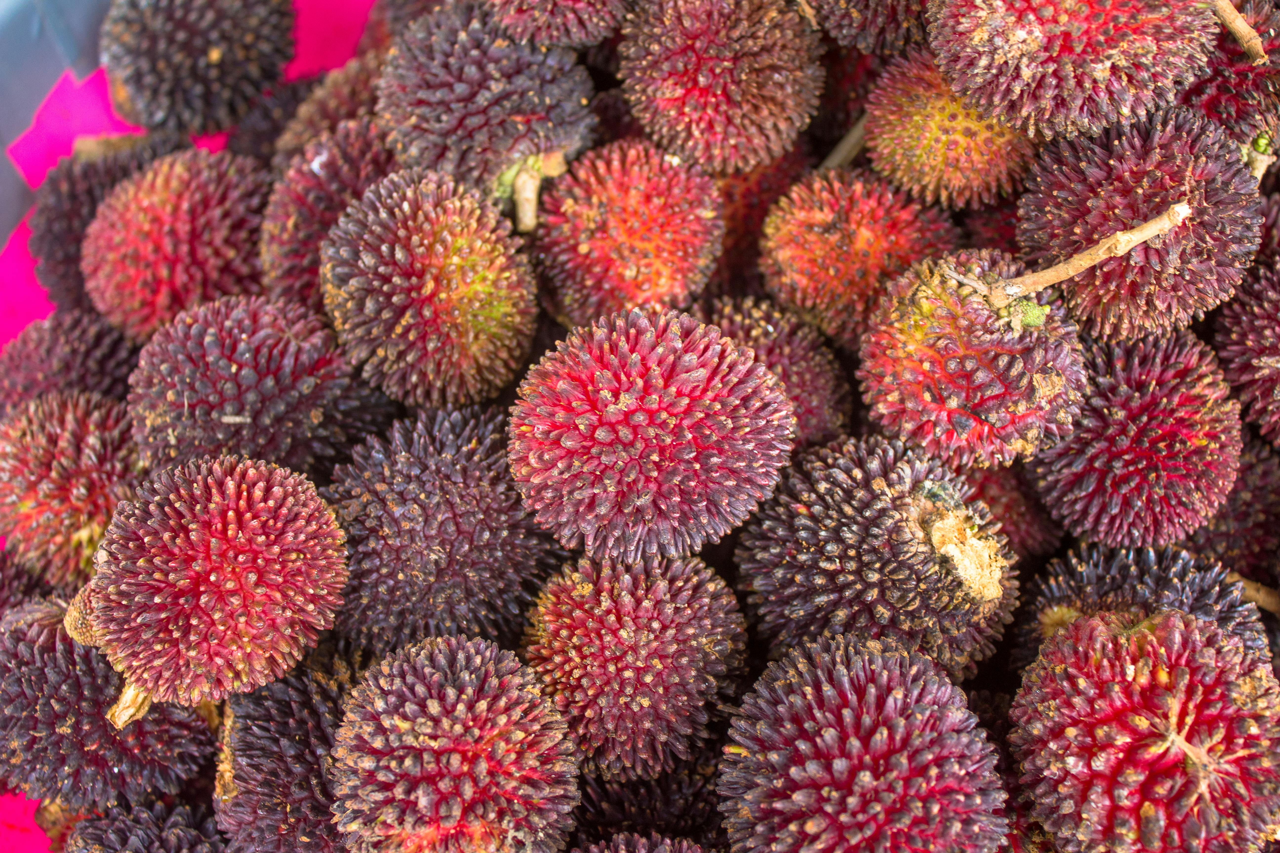 Free stock photo of rambutan