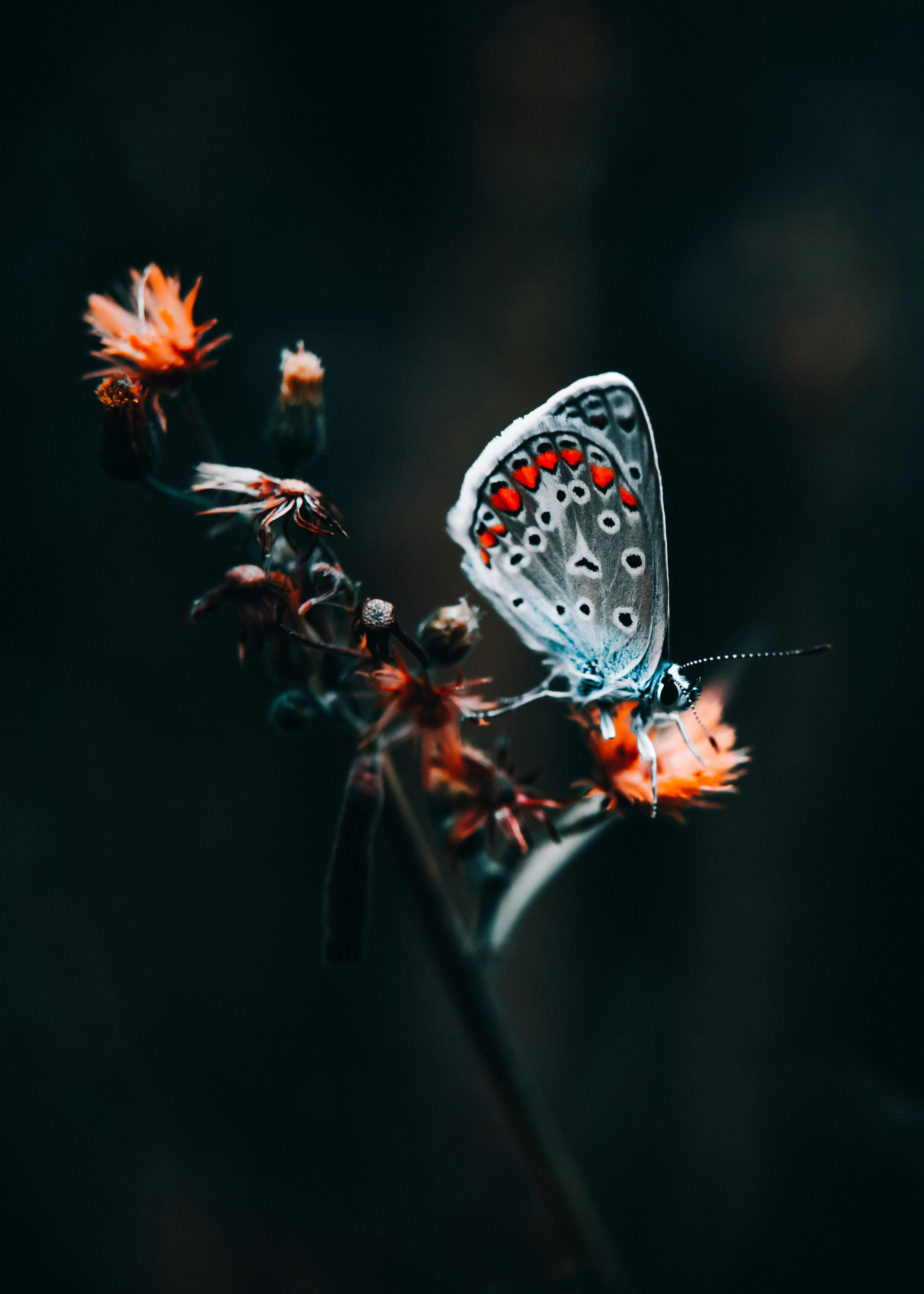 Butterfly on Flower in Darkness · Free Stock Photo