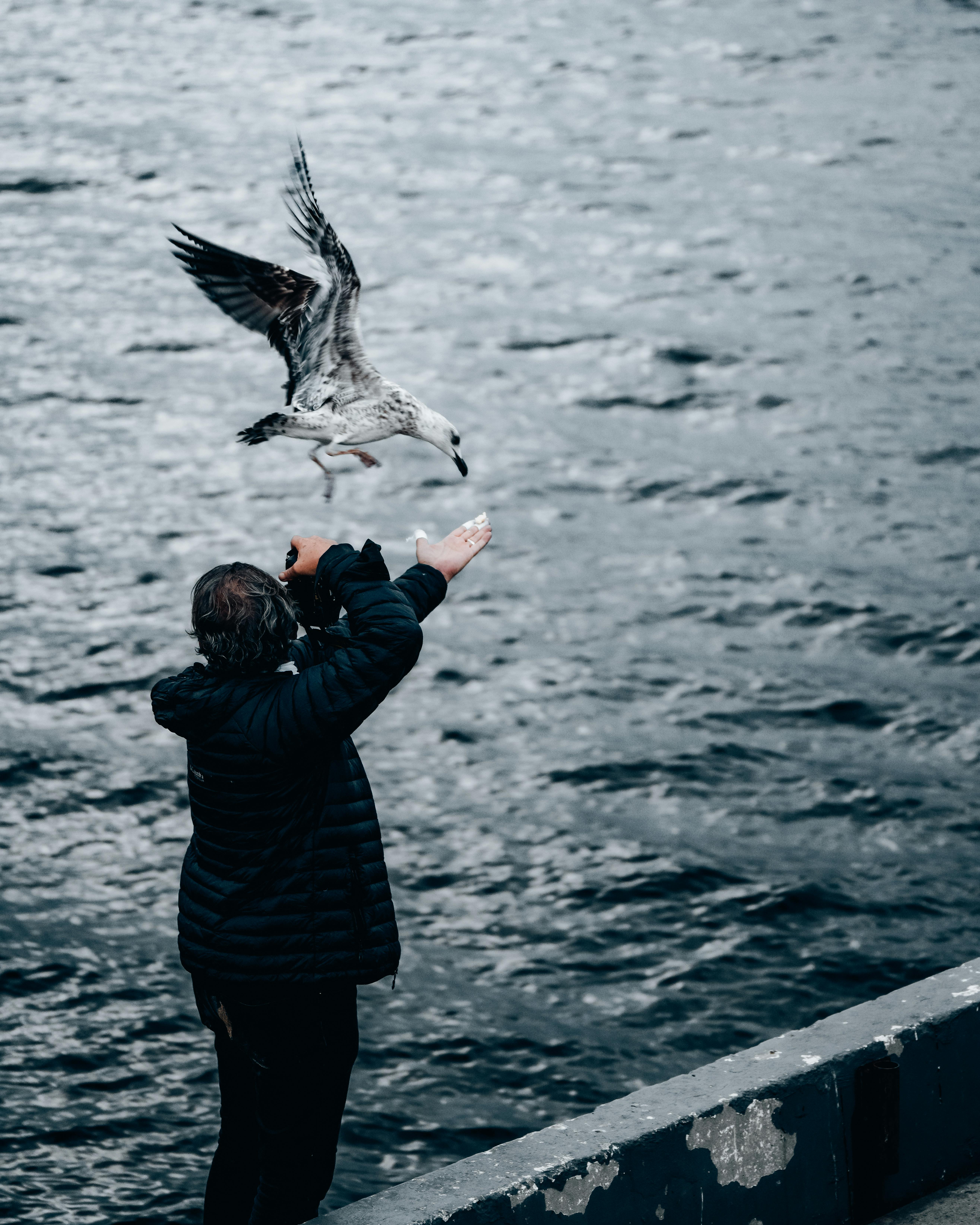 Person Taking Picture of Seagull Flying over Hand · Free Stock Photo