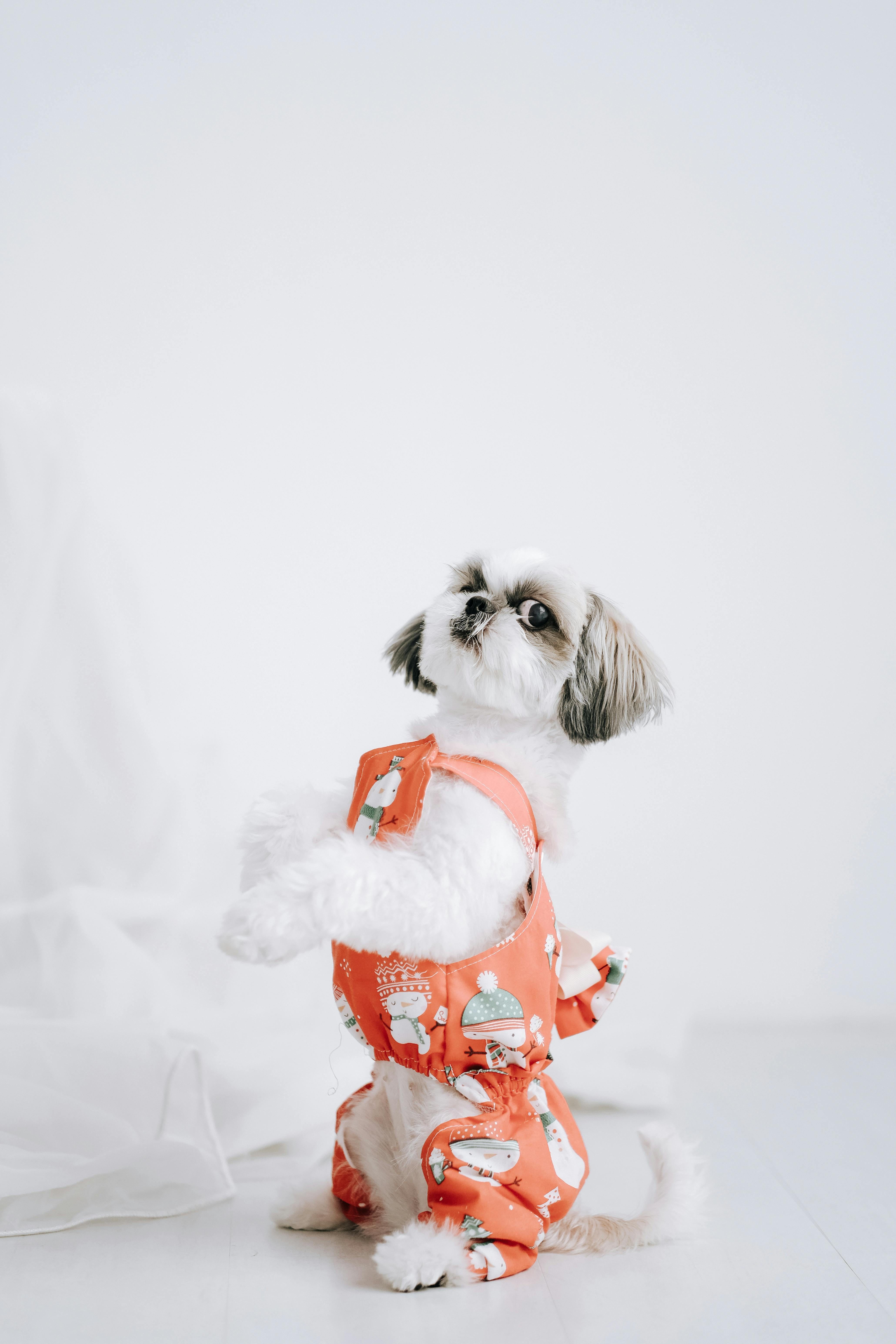 Dog Style Photos, Download The BEST Free Dog Style Stock Photos & HD Images