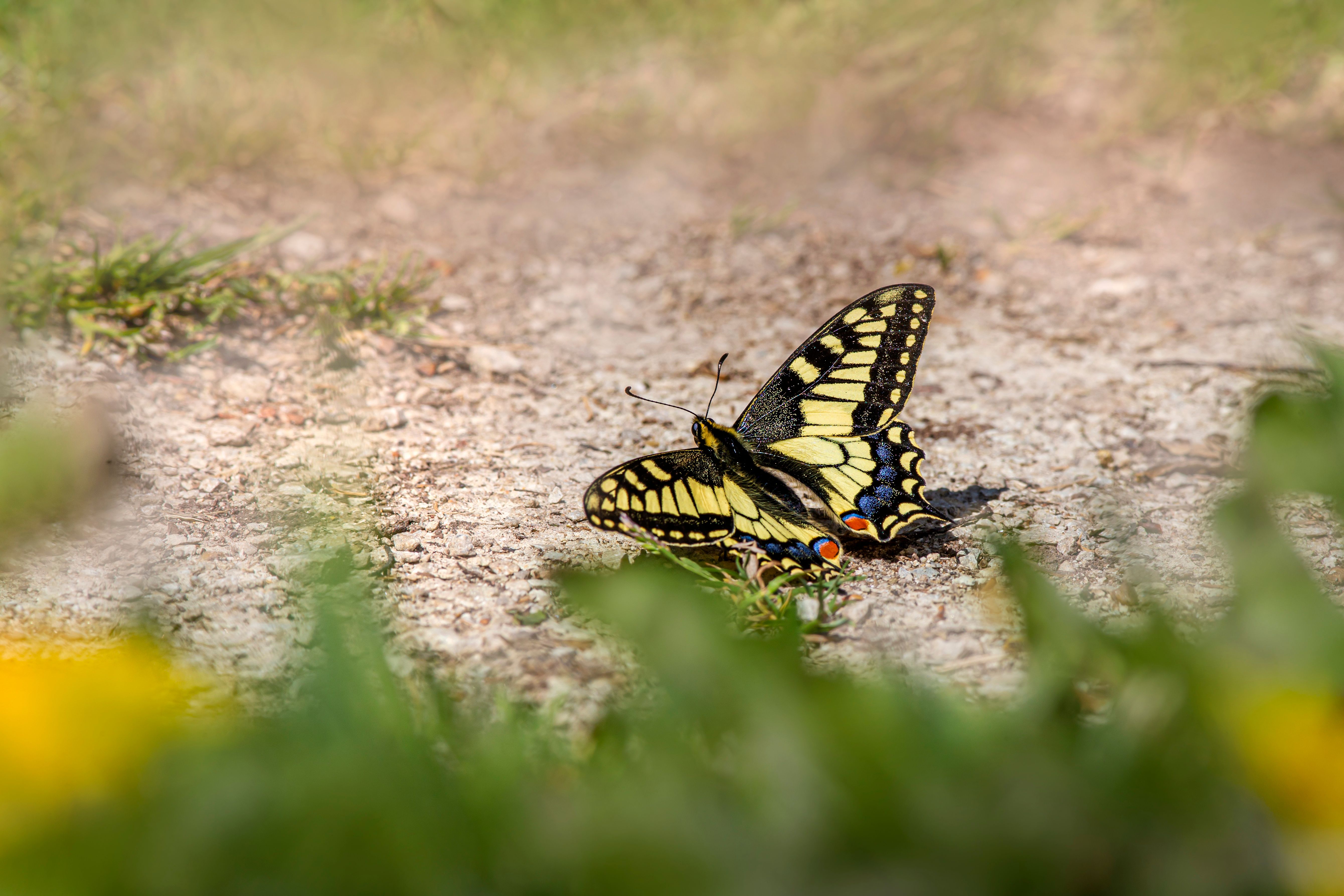 Old World Swallowtail Butterfly · Free Stock Photo