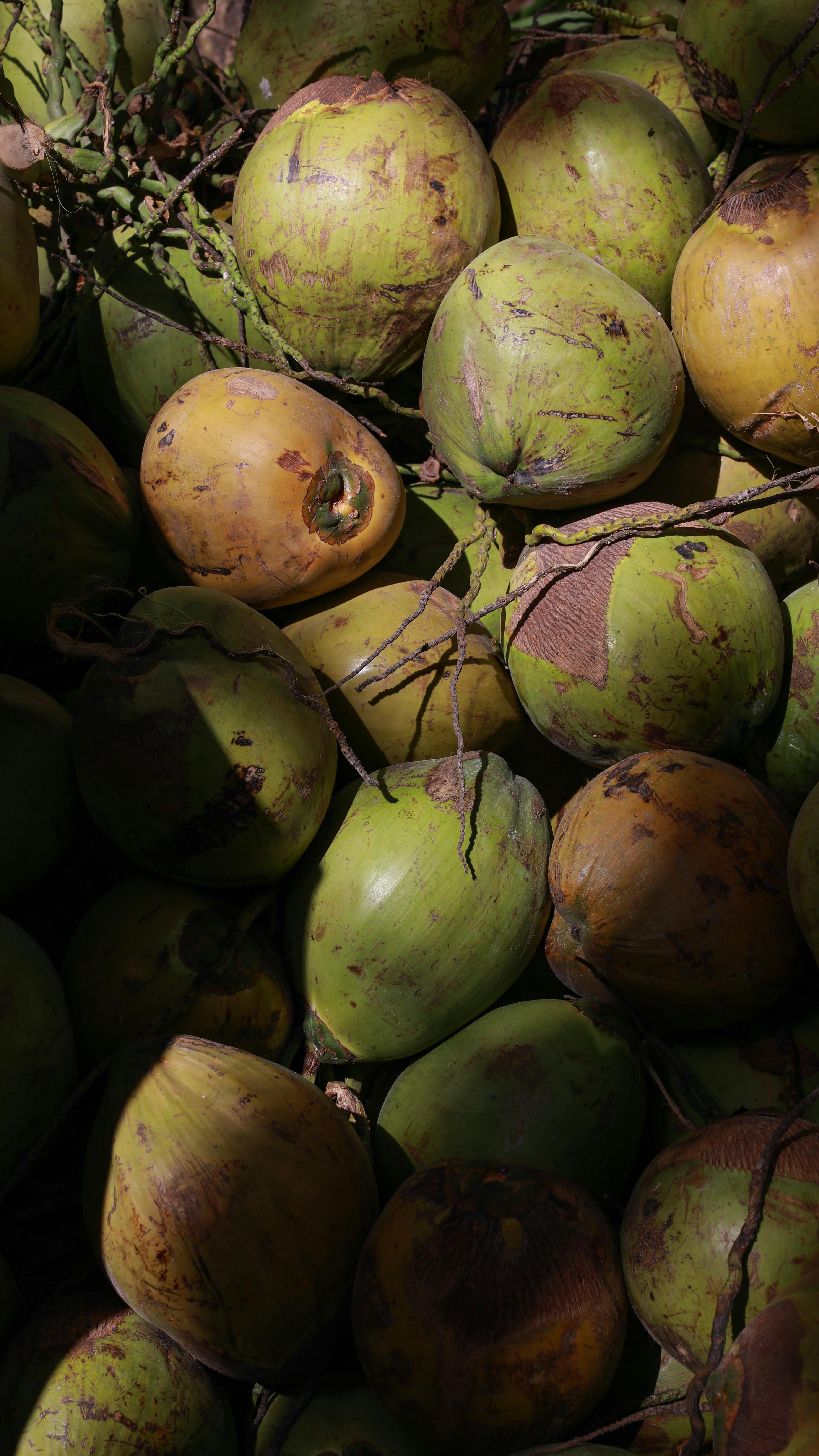 Brown Round Coconut Shells · Free Stock Photo