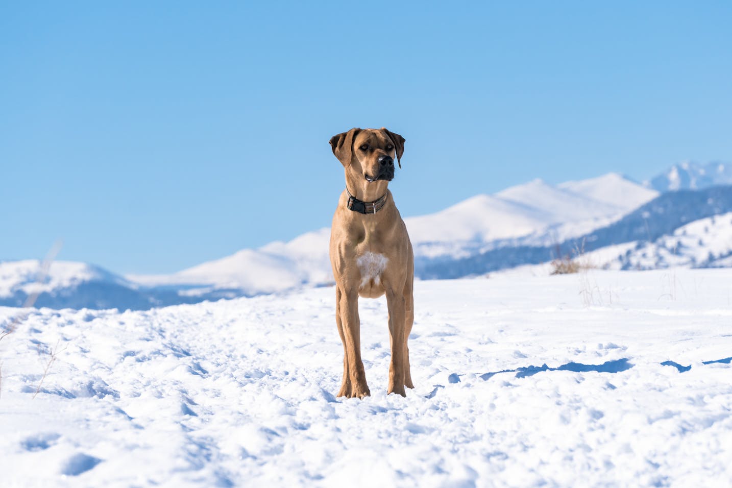 Rhodesian Ridgeback Mix Breeds: A Comprehensive Guide
