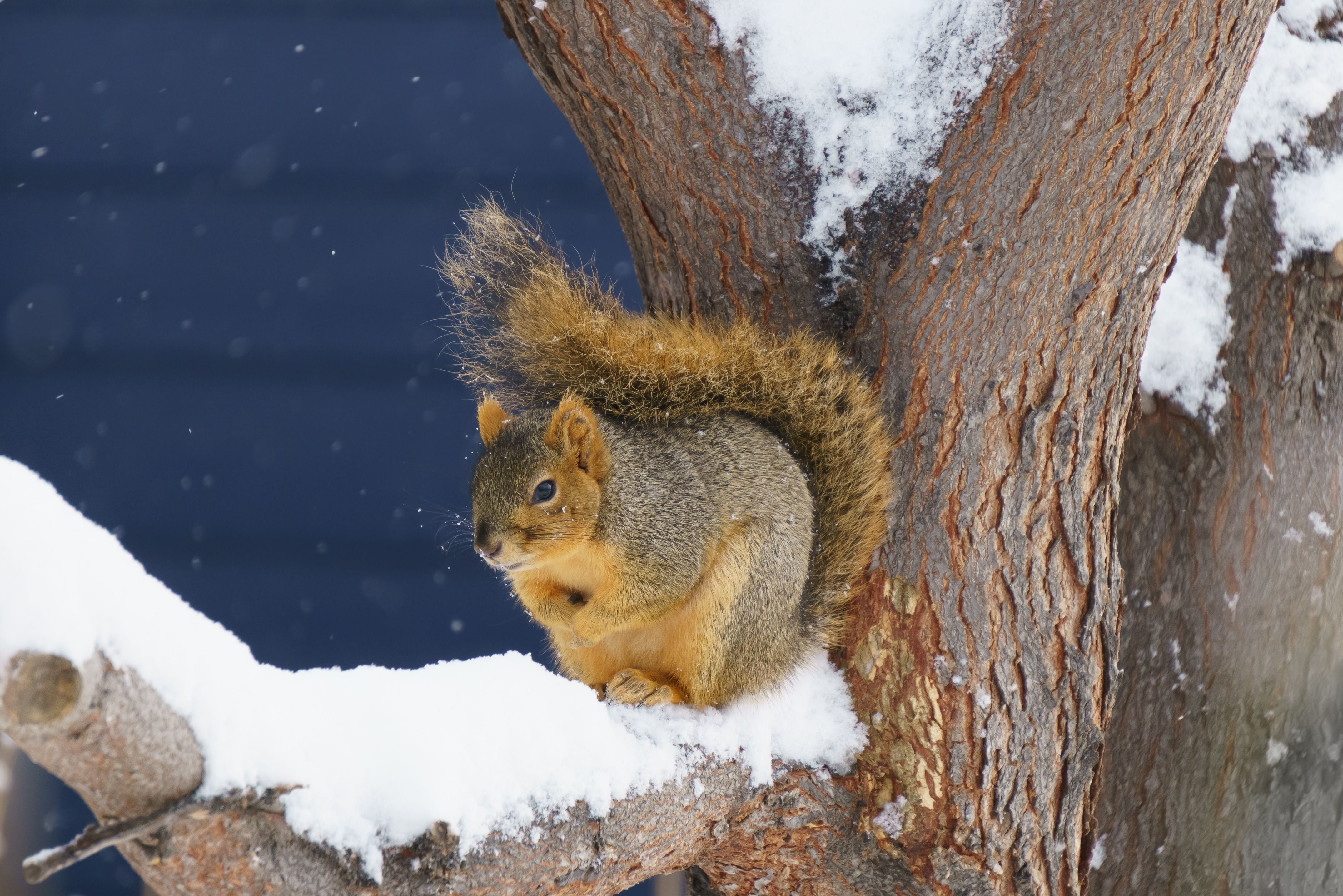Squirrel on Tree Branch · Free Stock Photo
