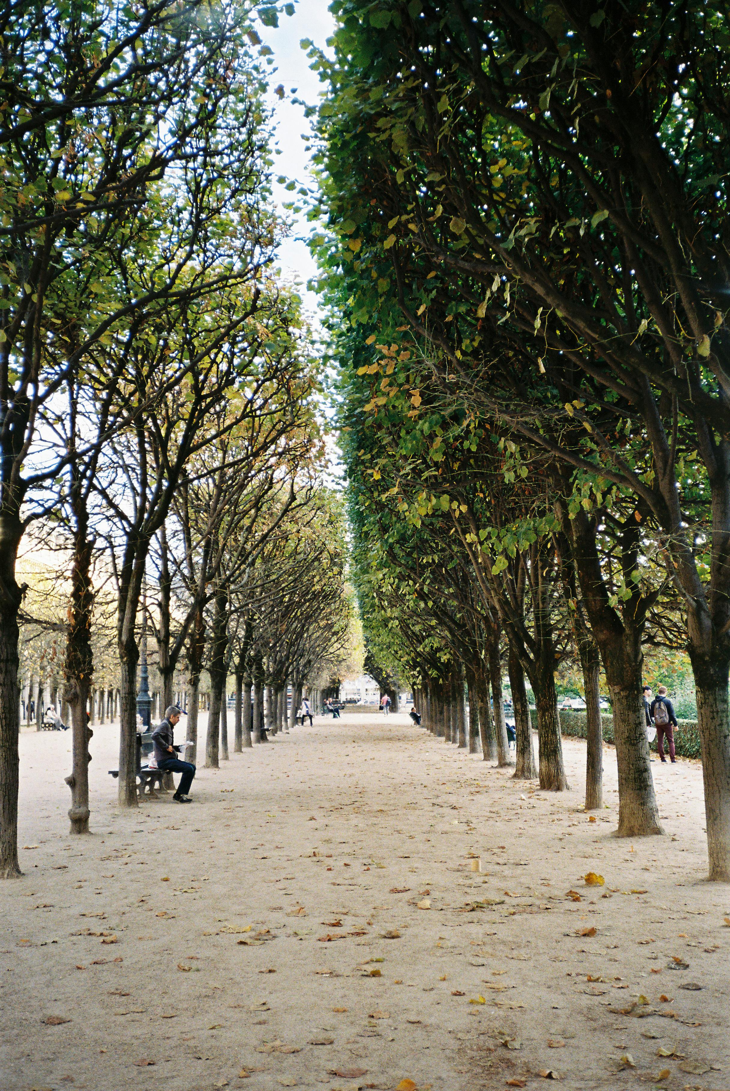 Orange Trees Near Buildings · Free Stock Photo