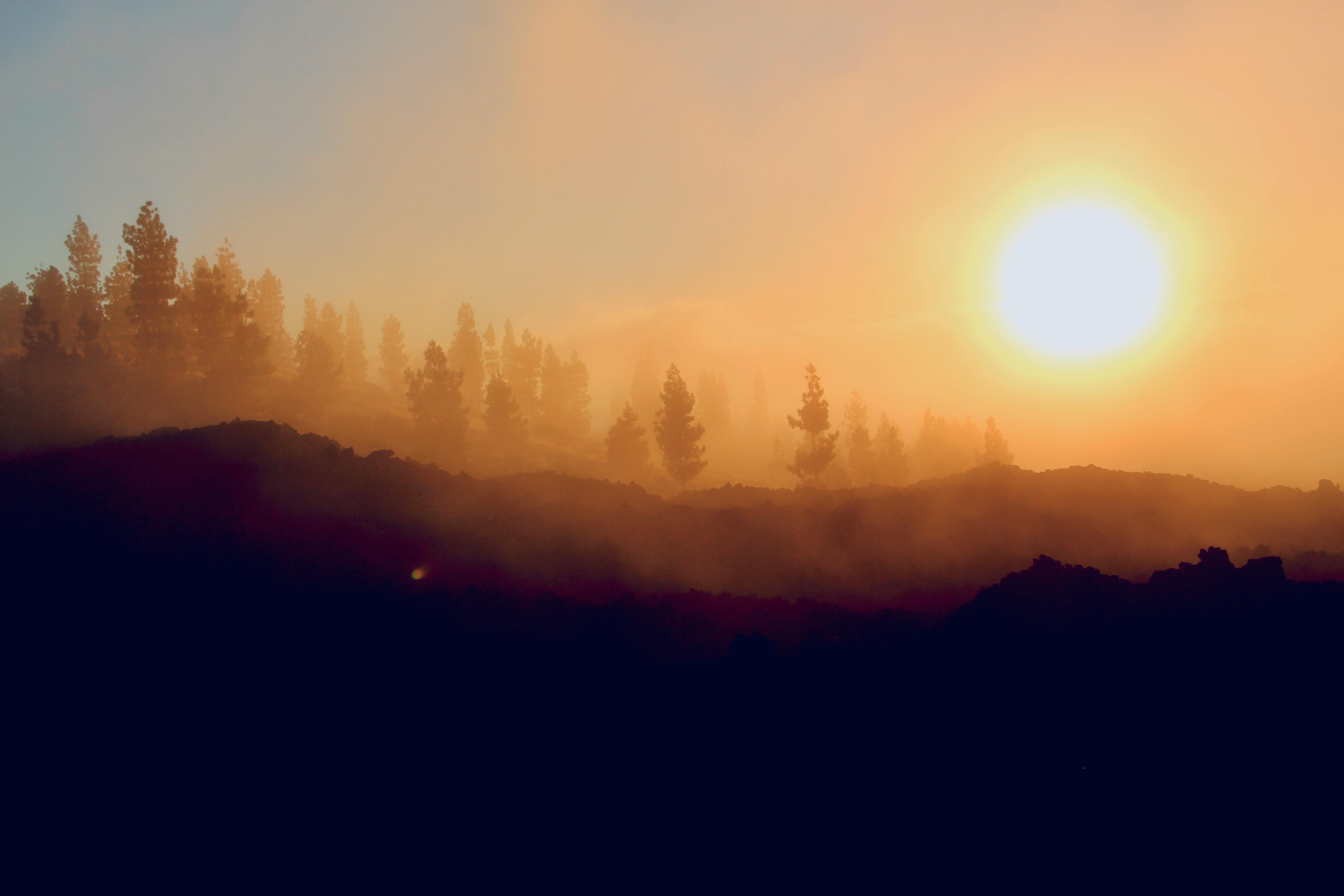 Trembling Forest Landscape · Free Stock Photo