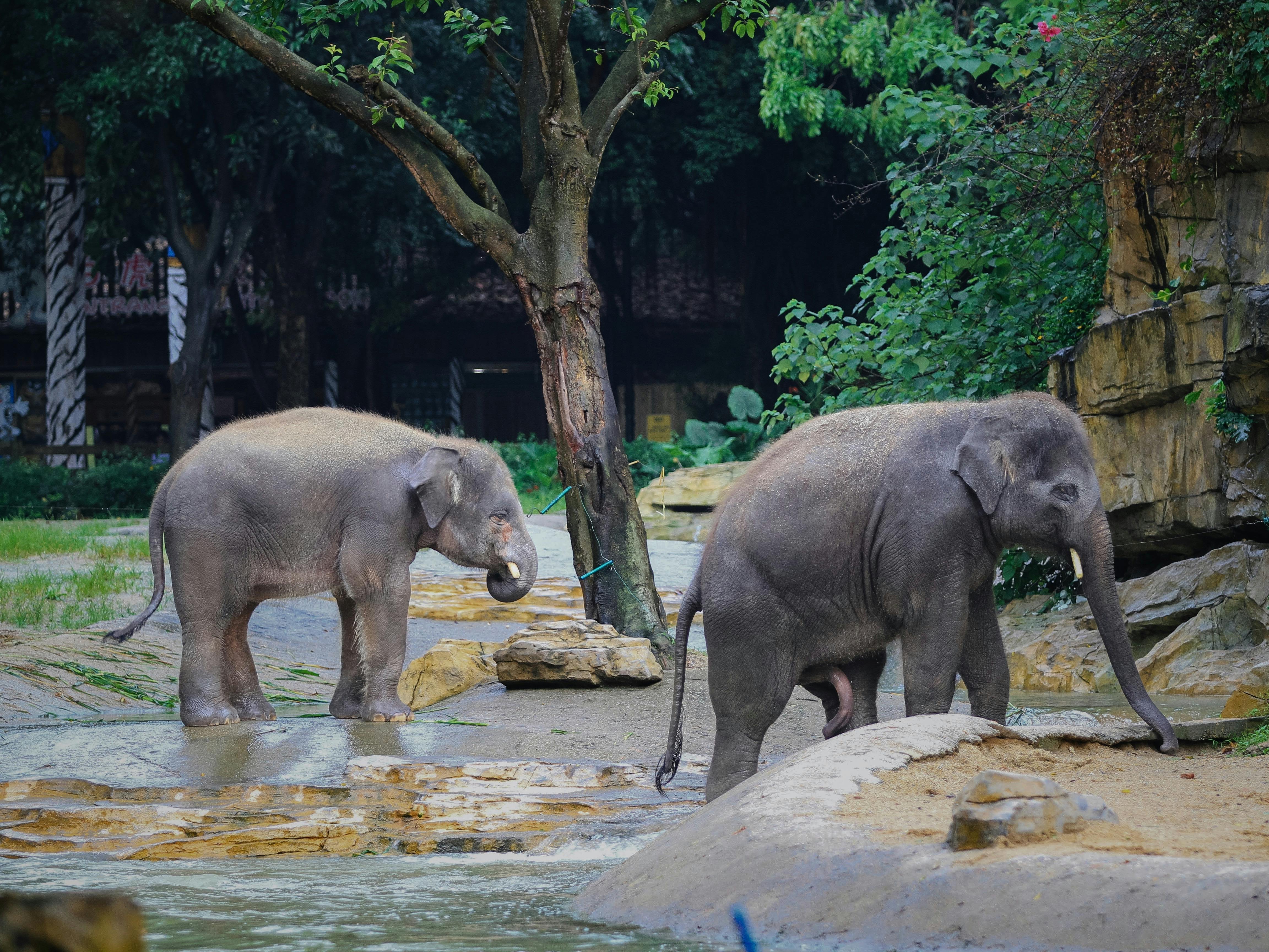 Elephants in a ZOO · Free Stock Photo