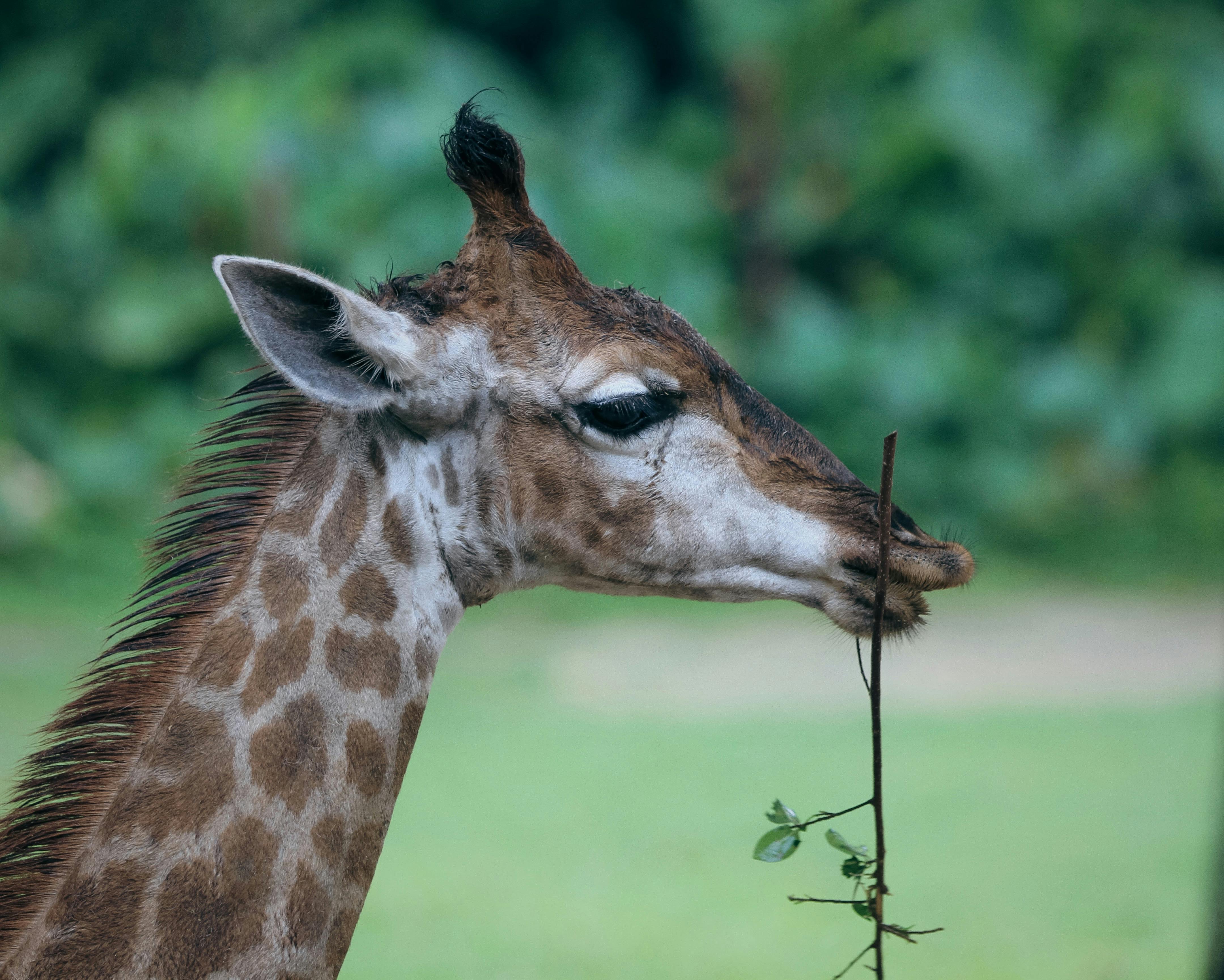 Giraffe in Nature · Free Stock Photo