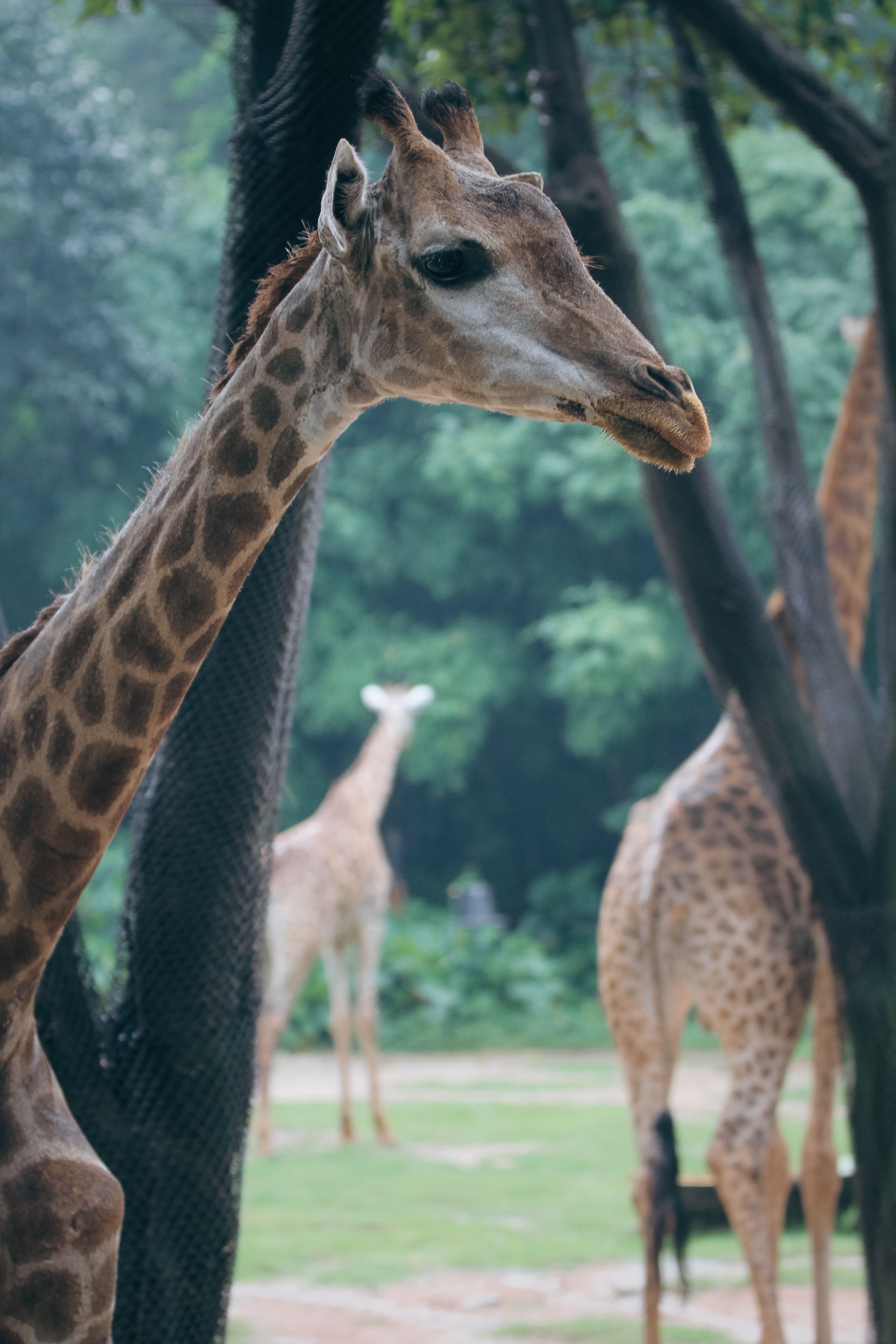 Close up of Giraffe · Free Stock Photo