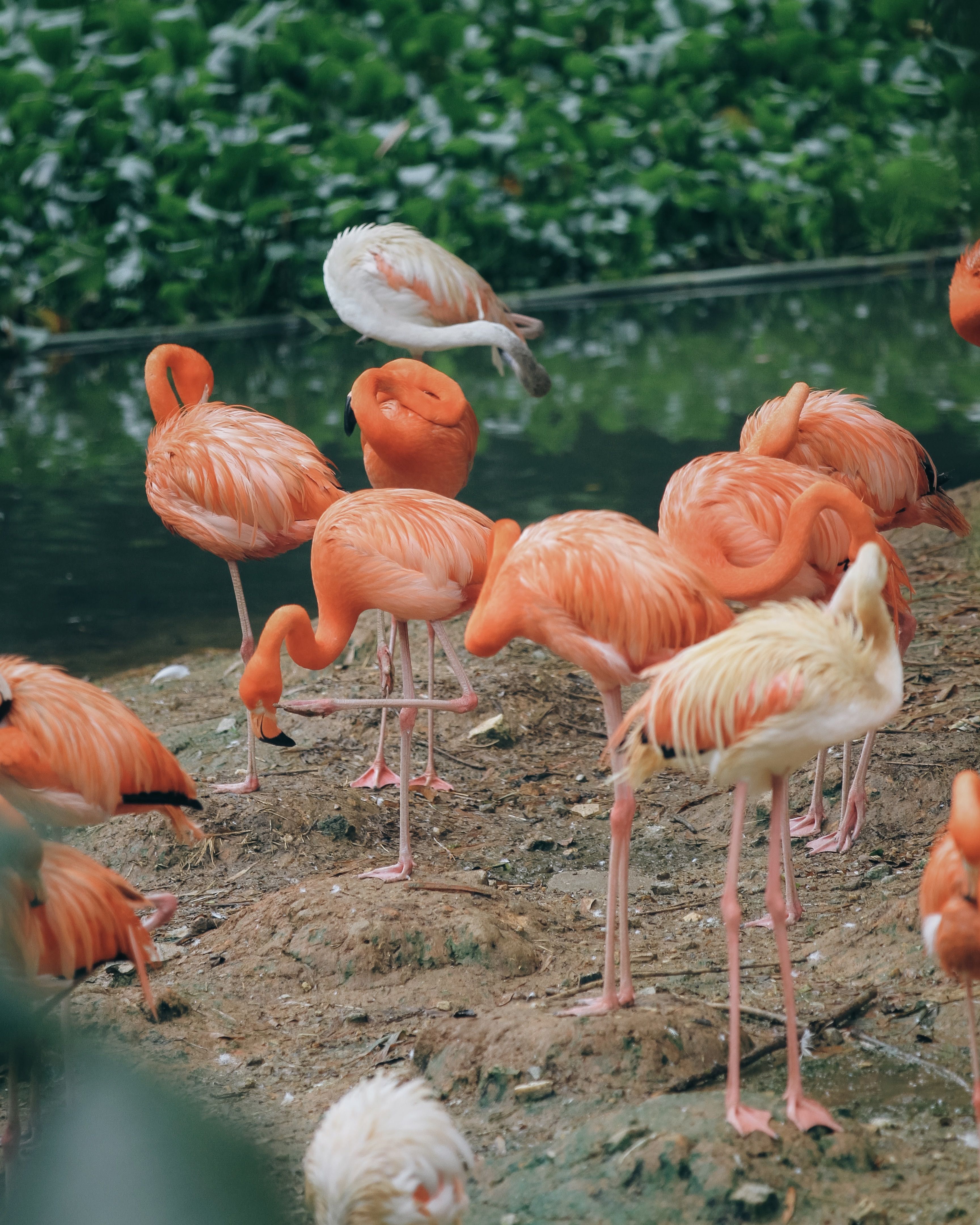 White Long Neck Bird · Free Stock Photo