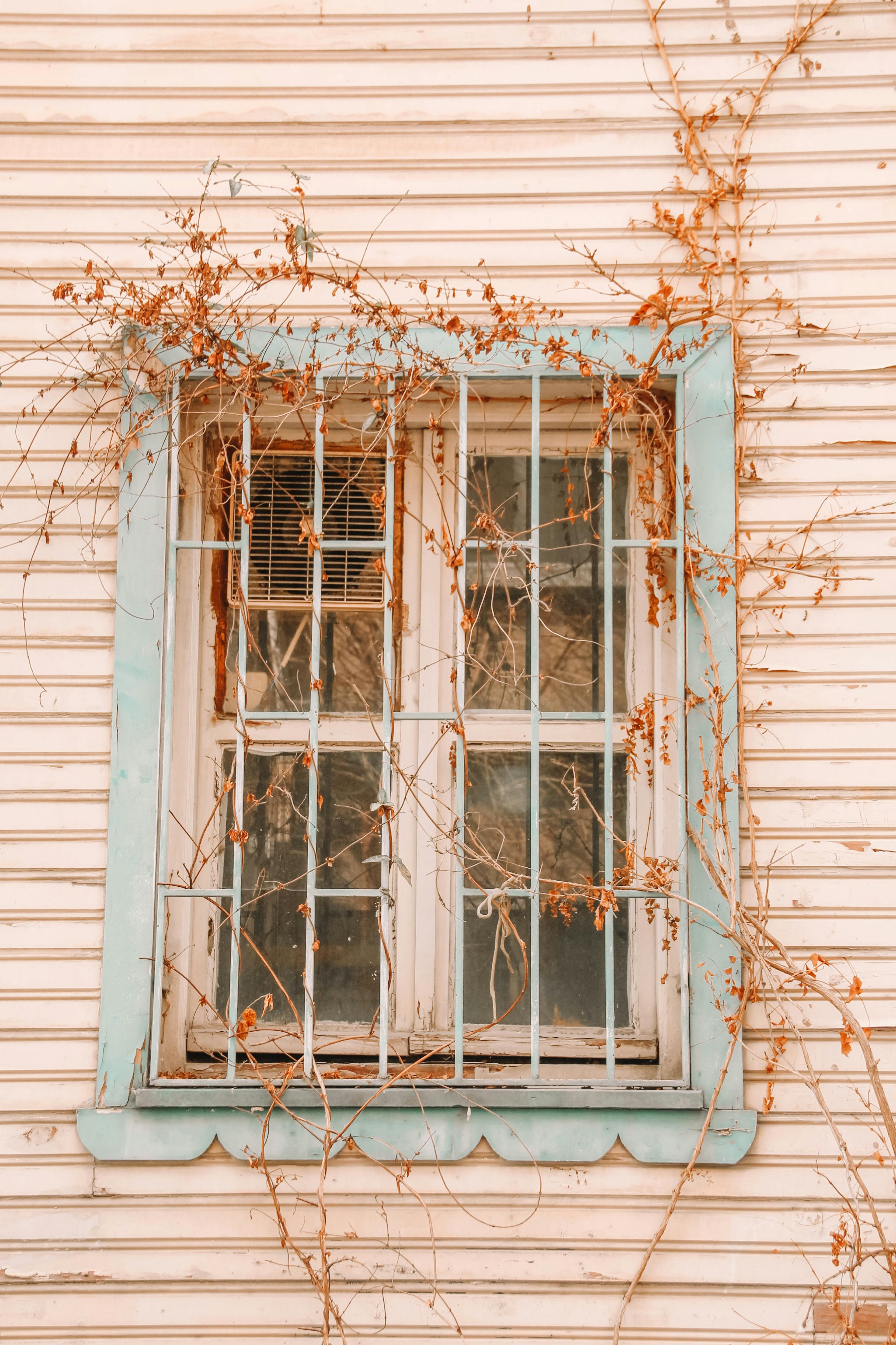 Plants Growing Out f an Abandoned Building Window · Free Stock Photo