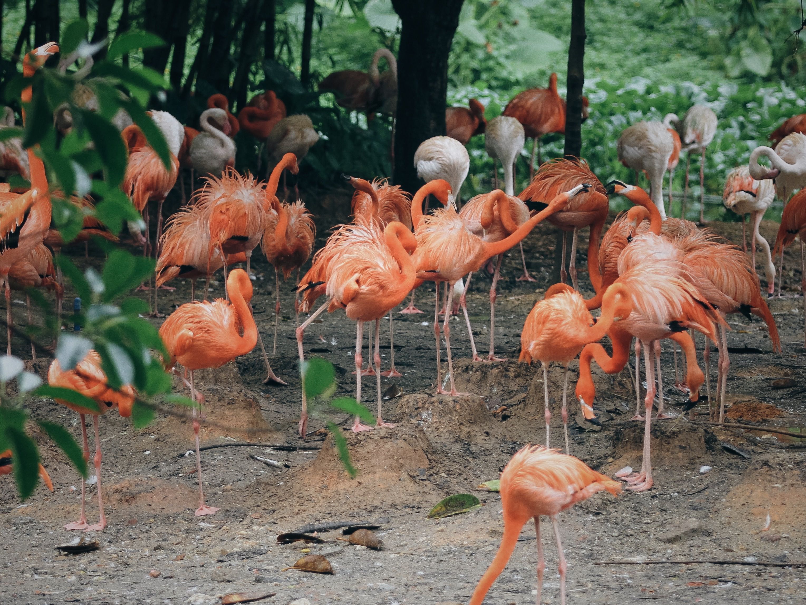 Red Flamingo · Free Stock Photo