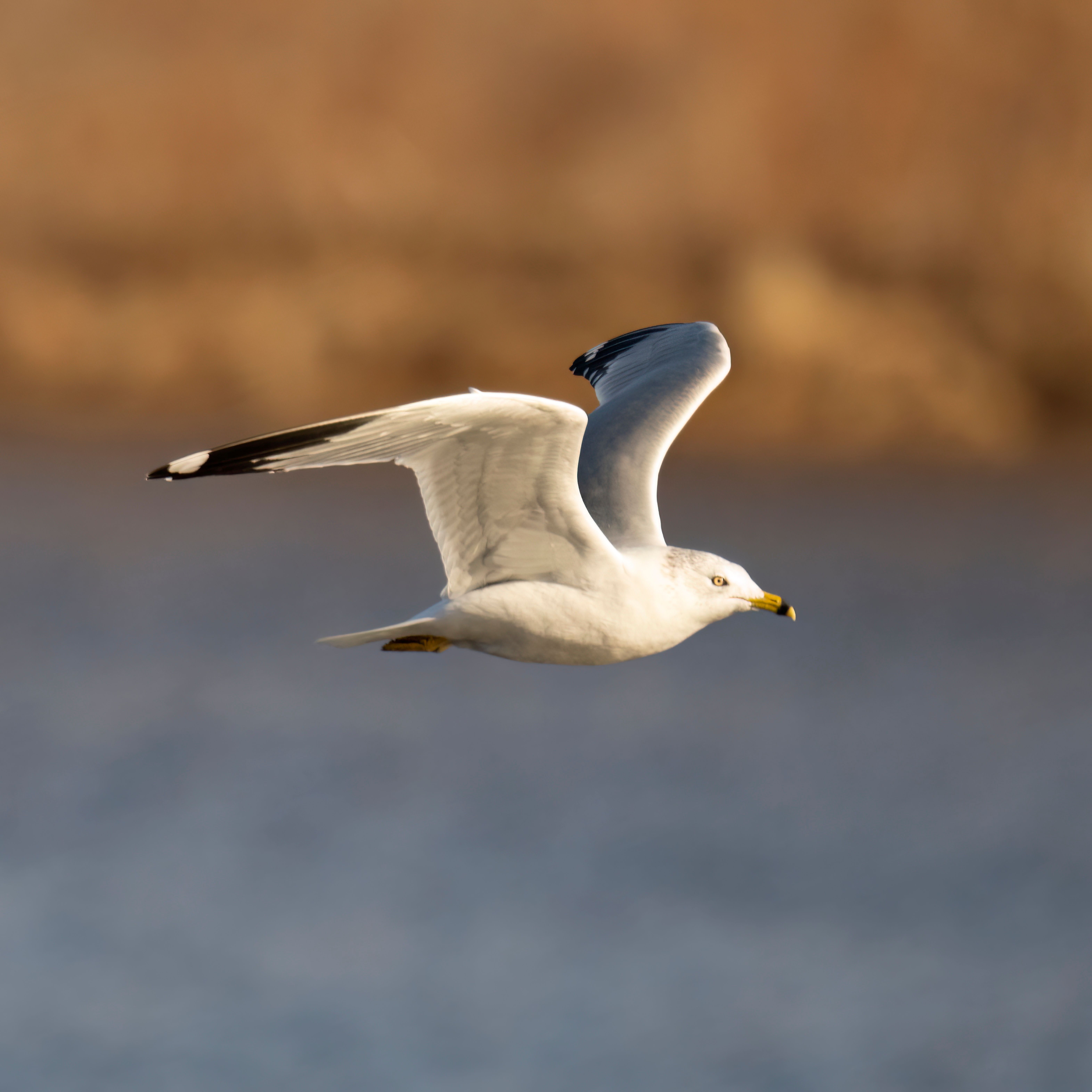 Close-up of a Flying Seagull · Free Stock Photo