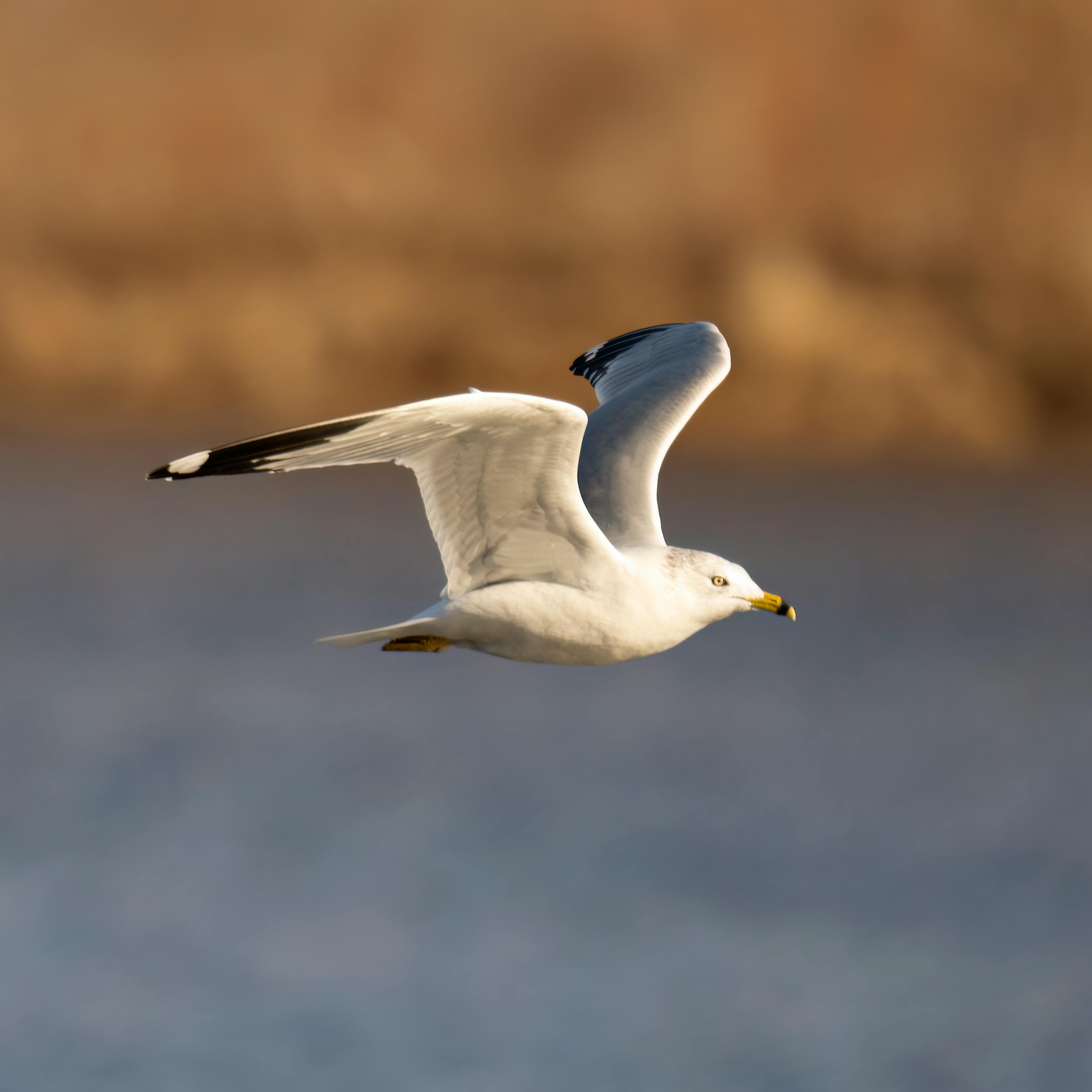 Close-up of a Bird in Flight · Free Stock Photo